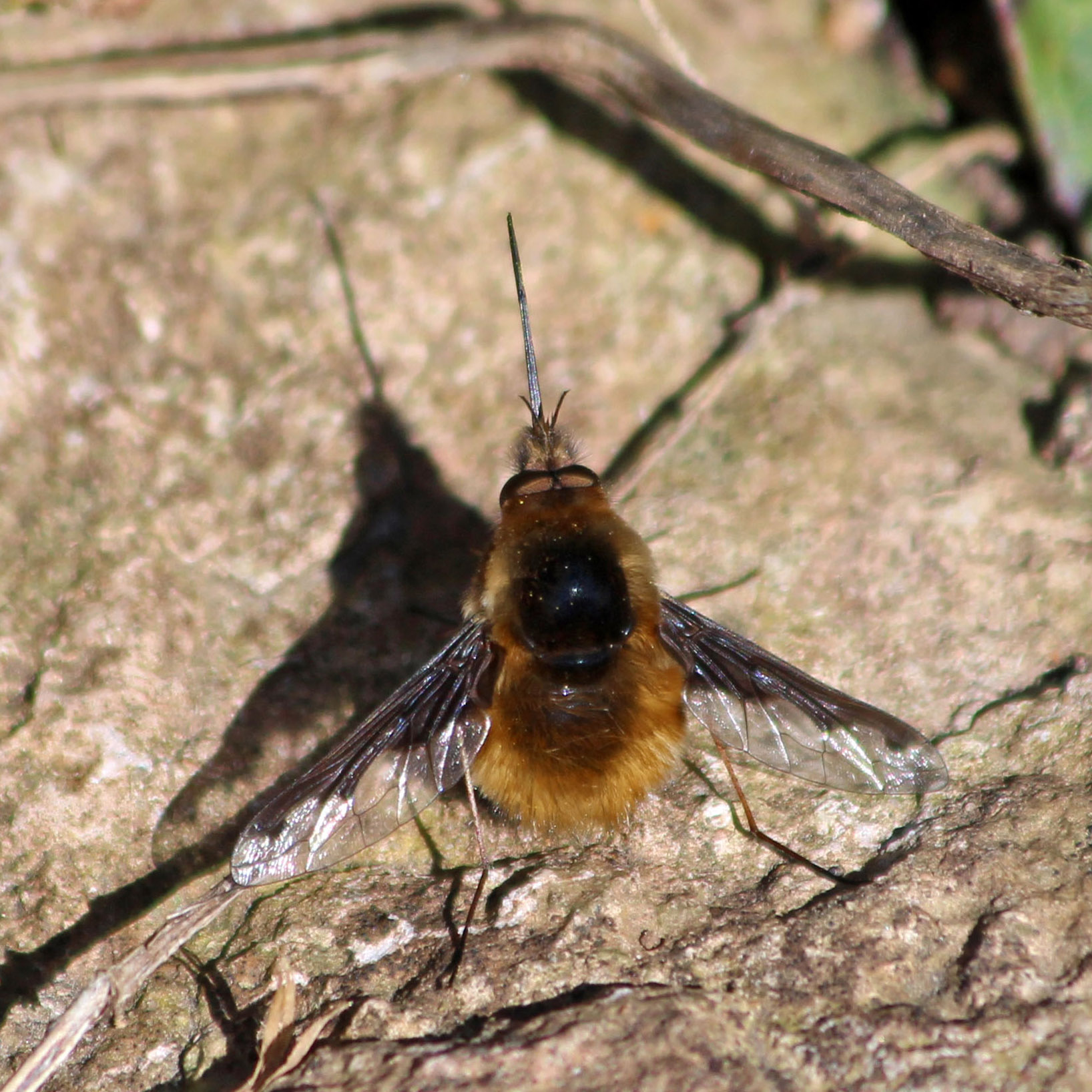 Signs of spring: Bee-flies | earthstar
