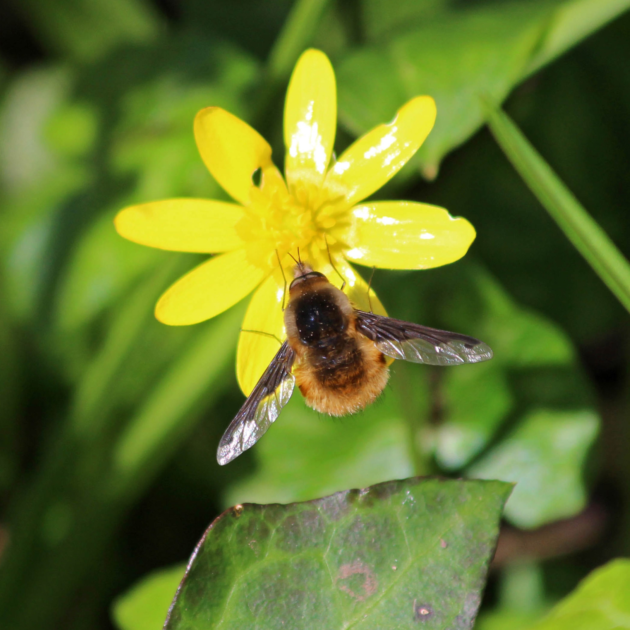 Signs of spring: Bee-flies | earthstar