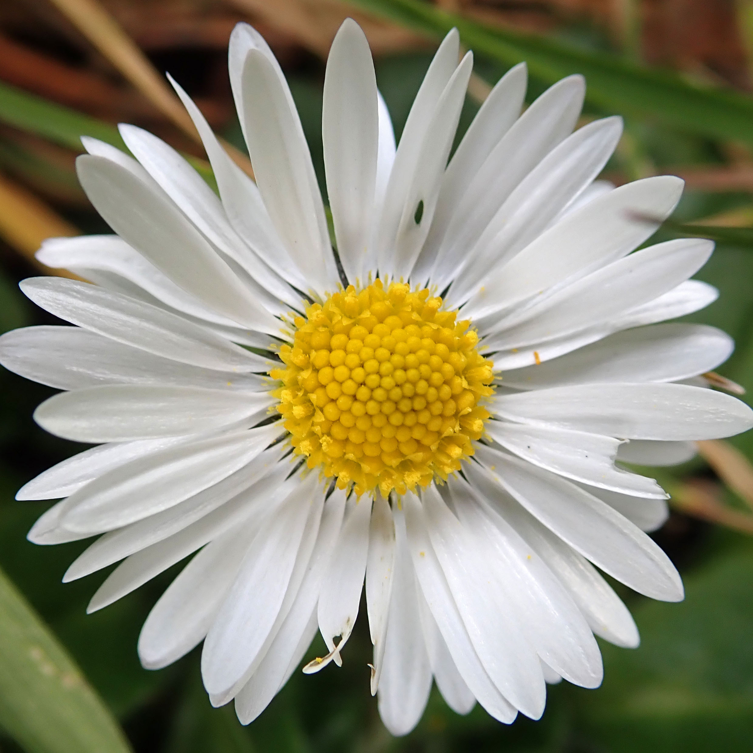 ‘Ups a daisy’ | earthstar