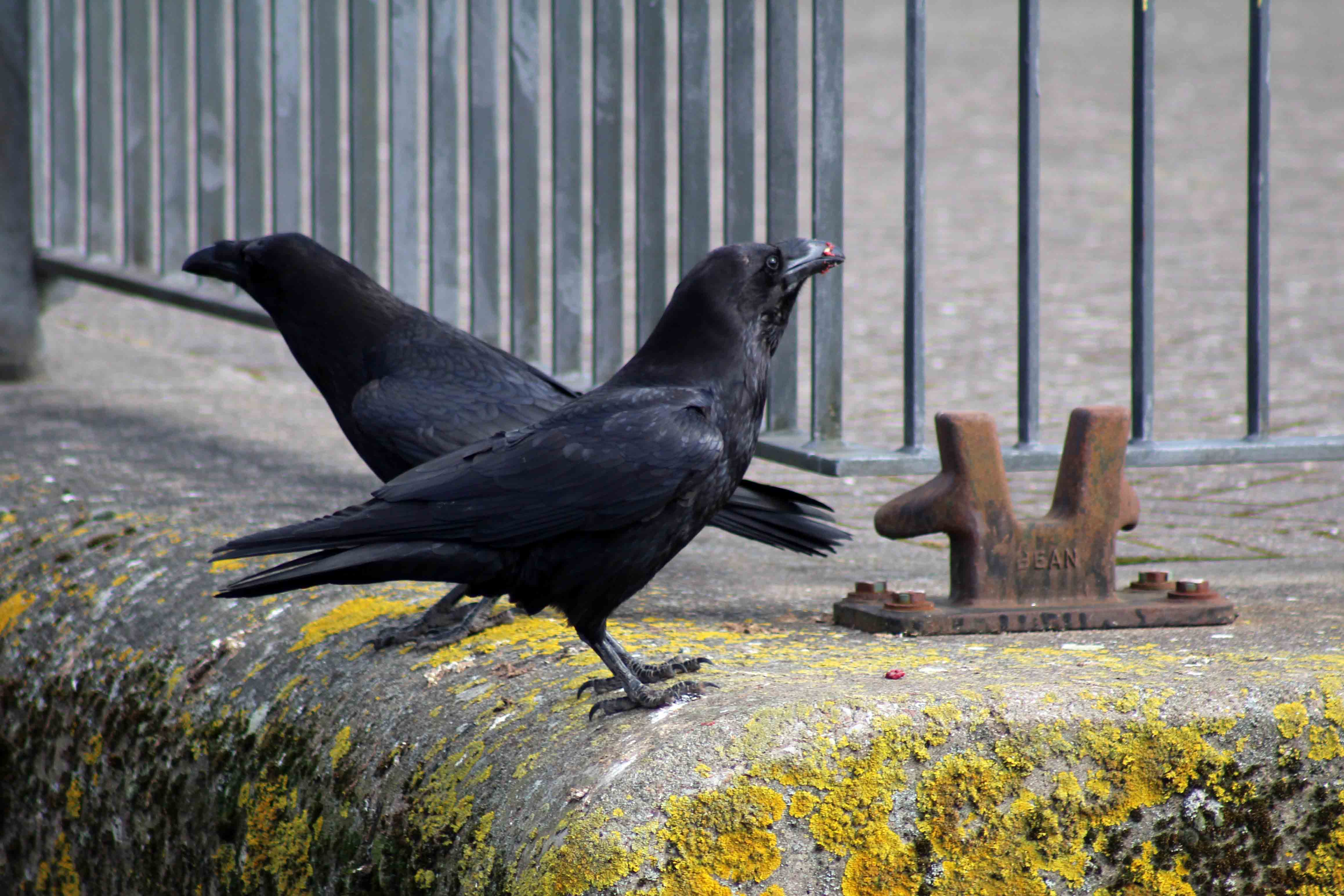 An unkindness of Ravens? | earthstar