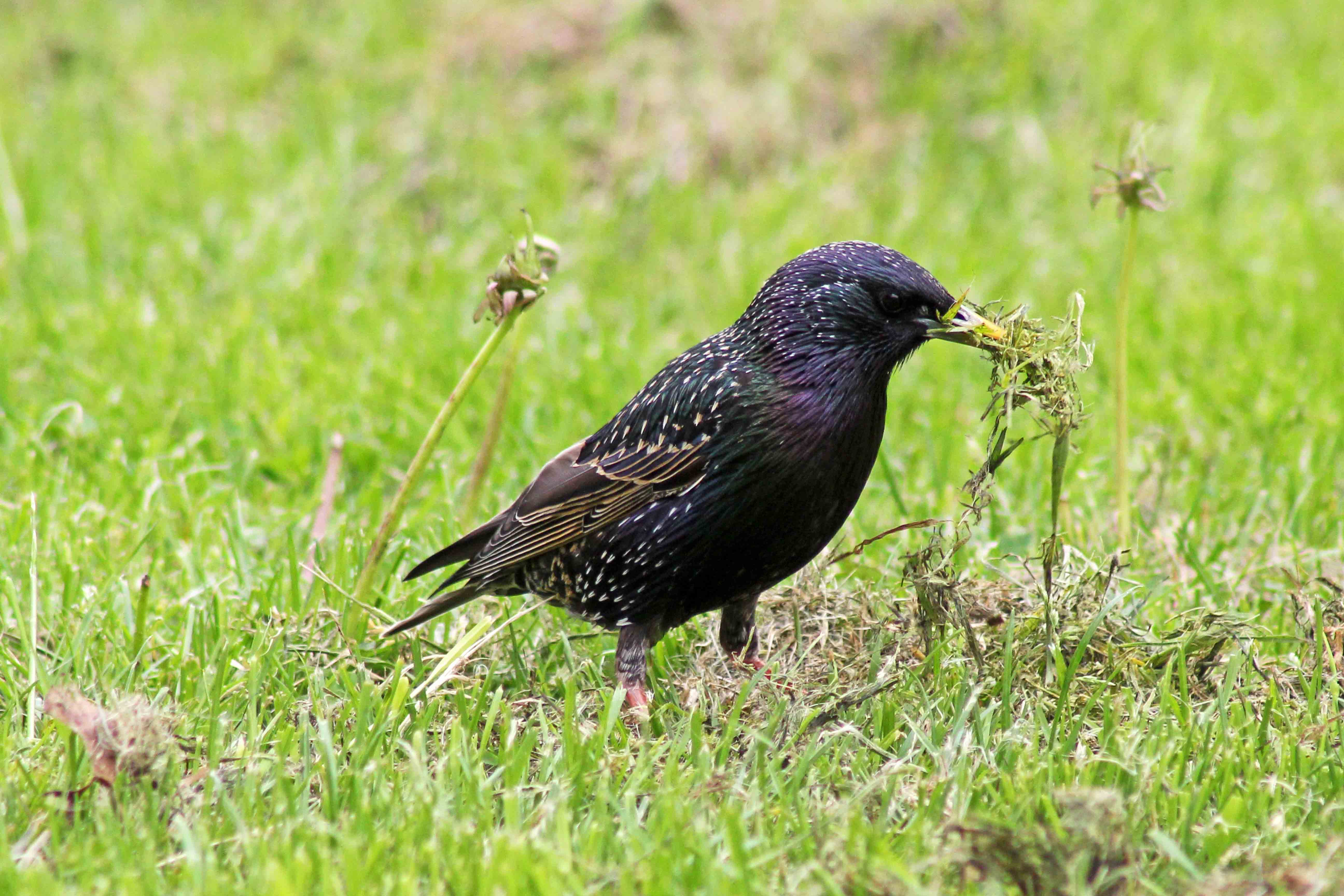 Gone birding: Starling | earthstar