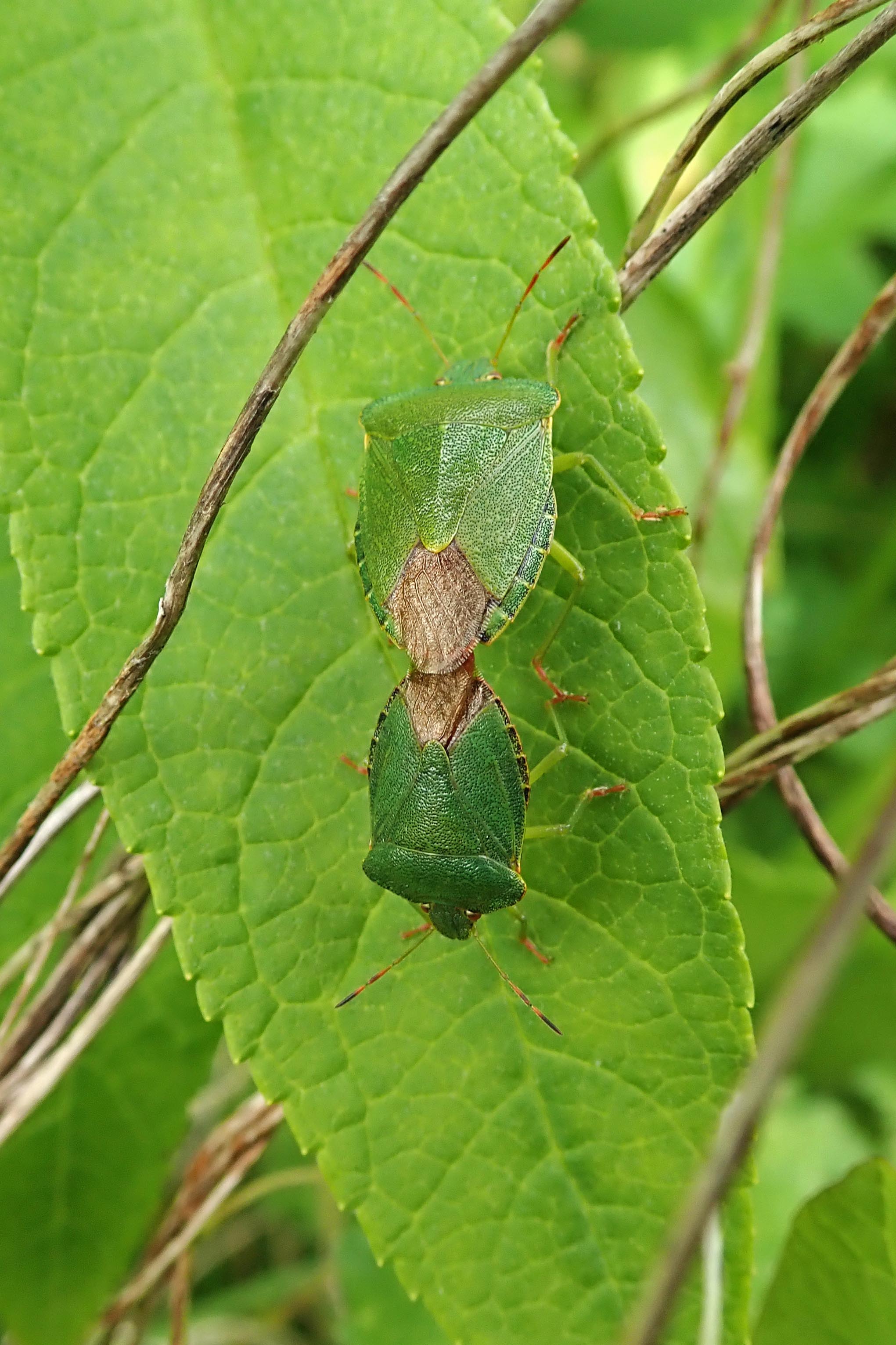 The Shieldbug red-light district | earthstar