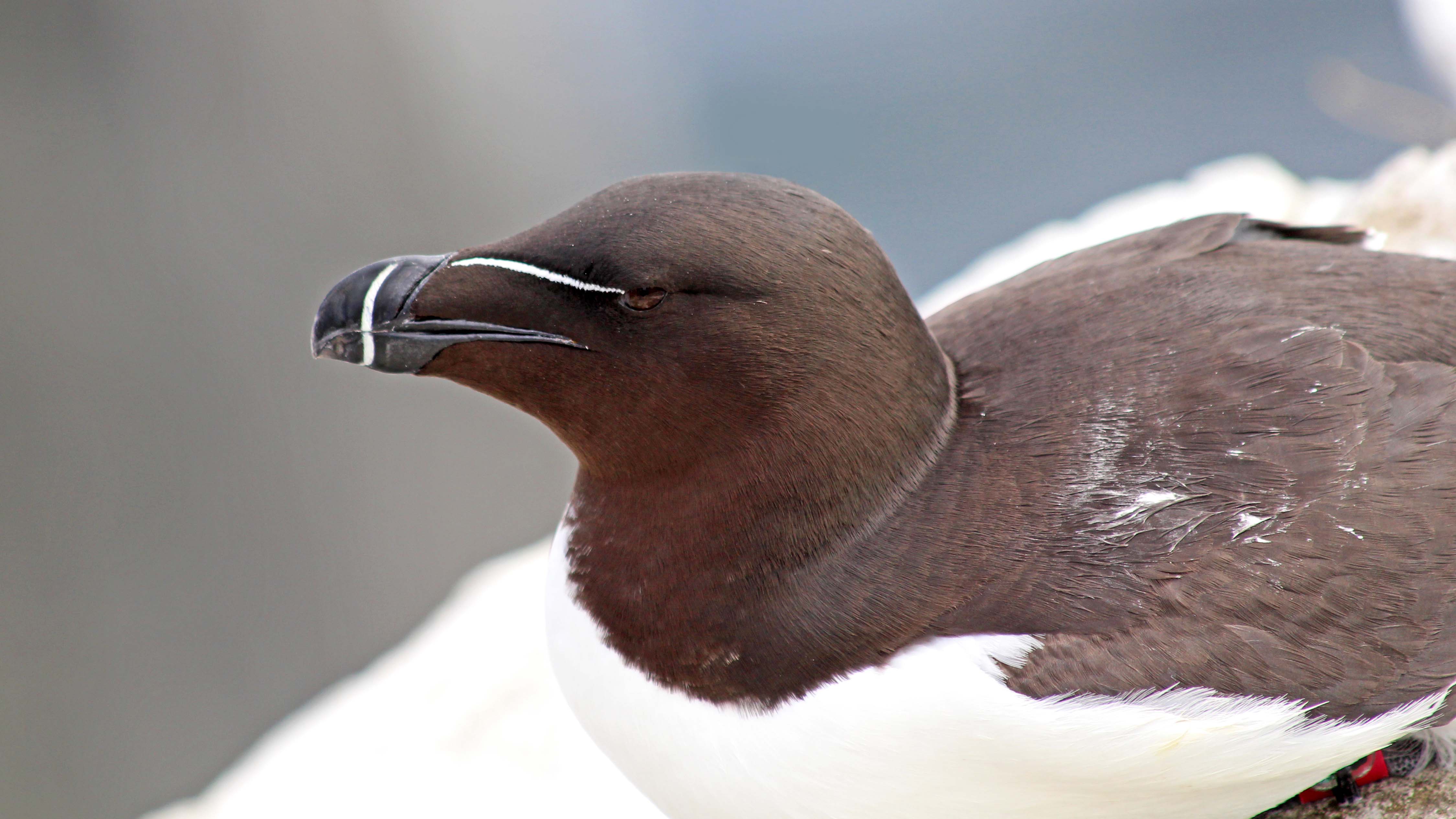 Razorbills | earthstar