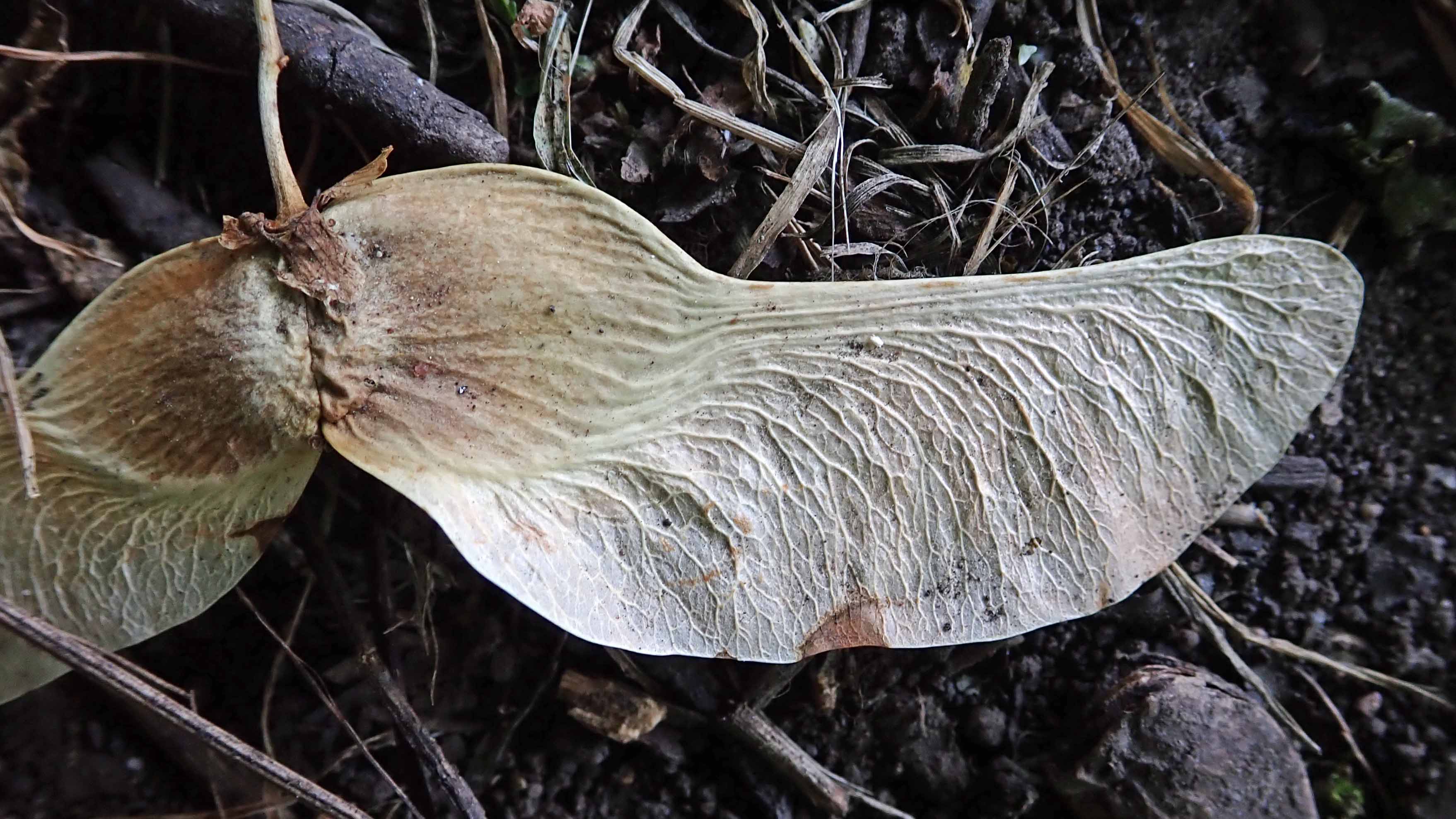 I’m following a tree: July 2018 | earthstar