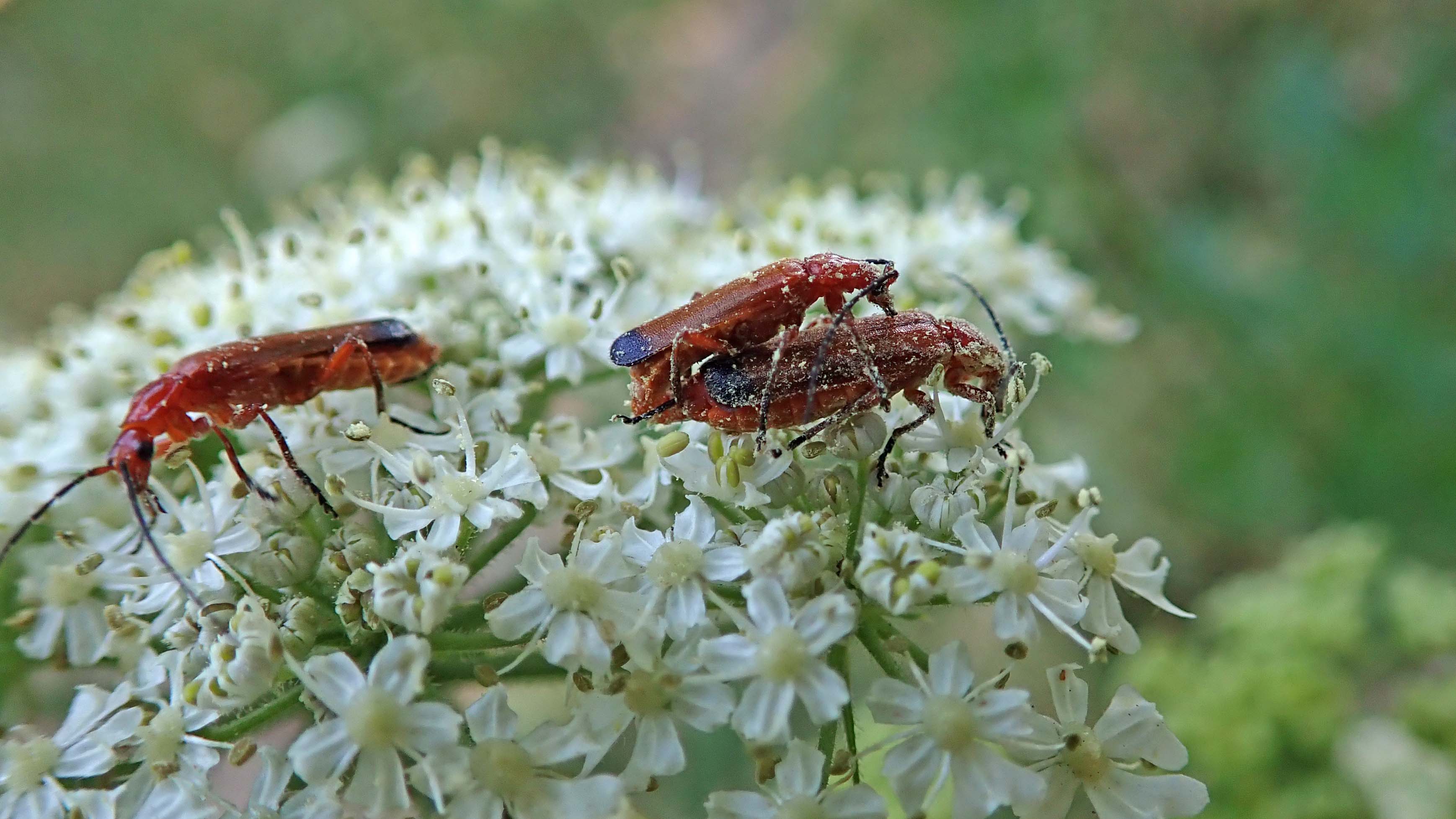 Hogweed bonking beetle | earthstar