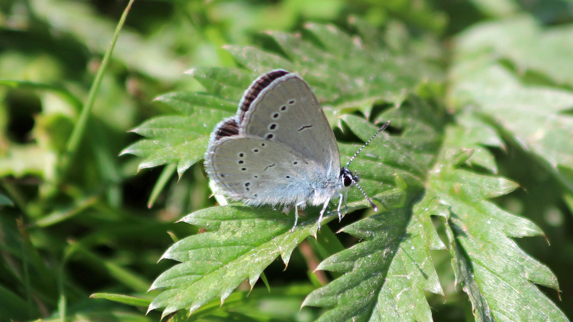 Small and blue | earthstar