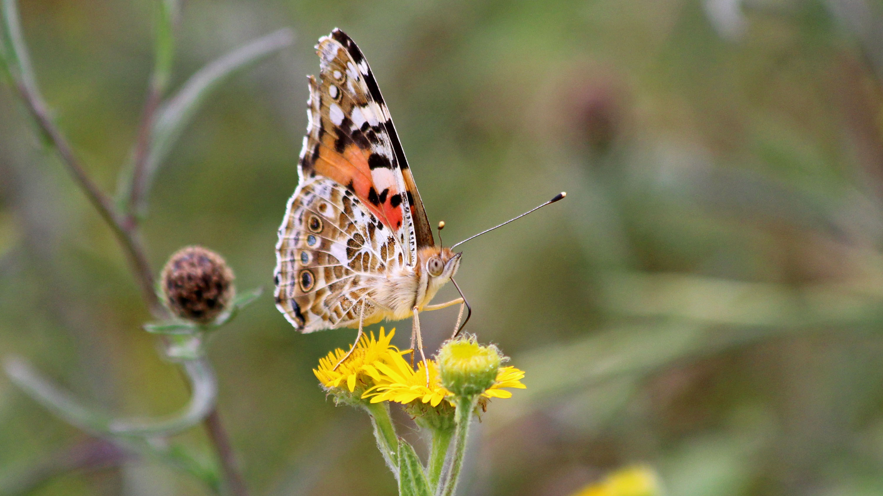 The Painted Ladies | earthstar