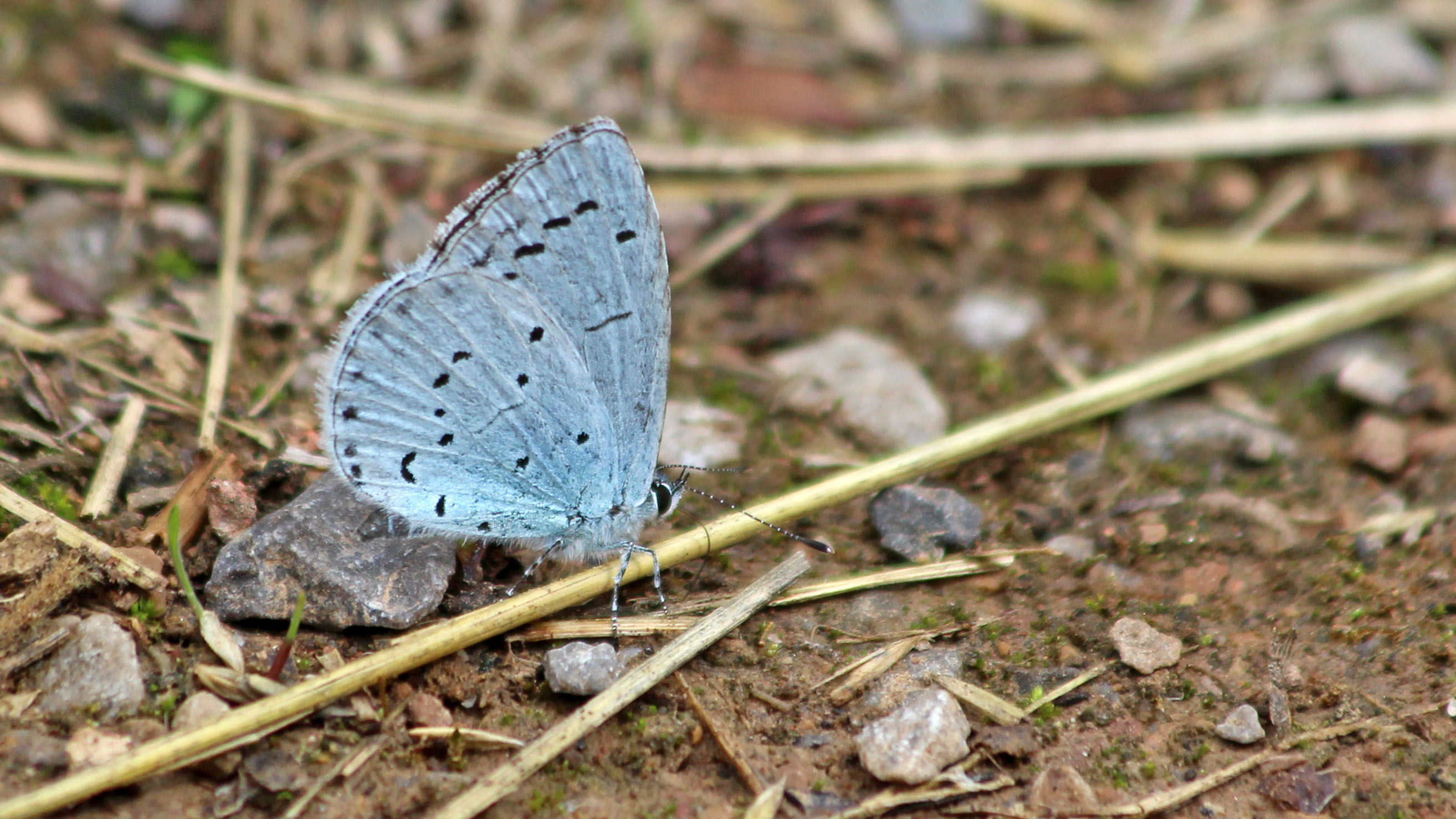 Holly blues, the second generation | earthstar