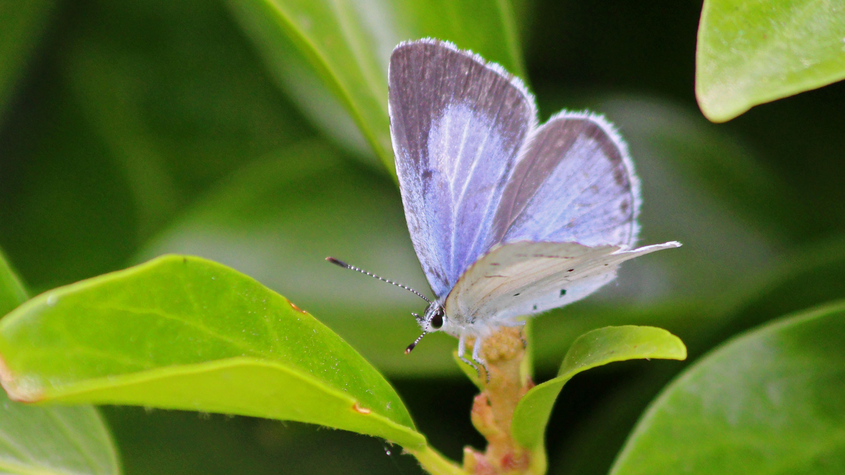Holly blues, the second generation | earthstar