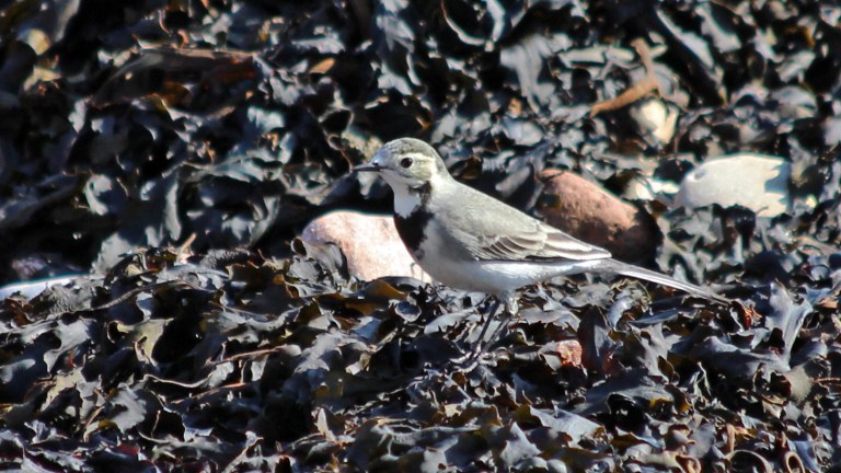 White vs Pied wagtails | earthstar