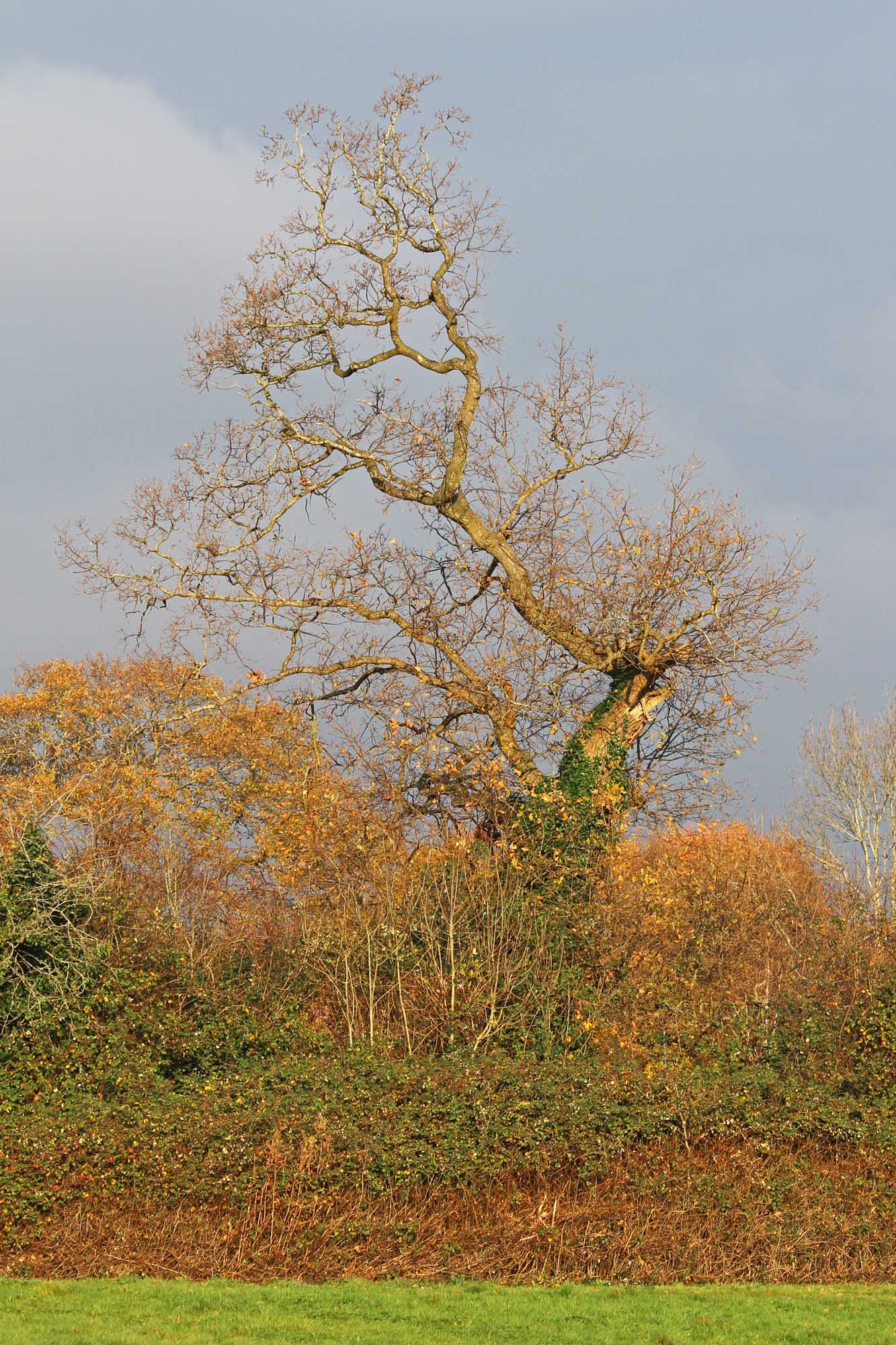 It’s National Tree Week | earthstar