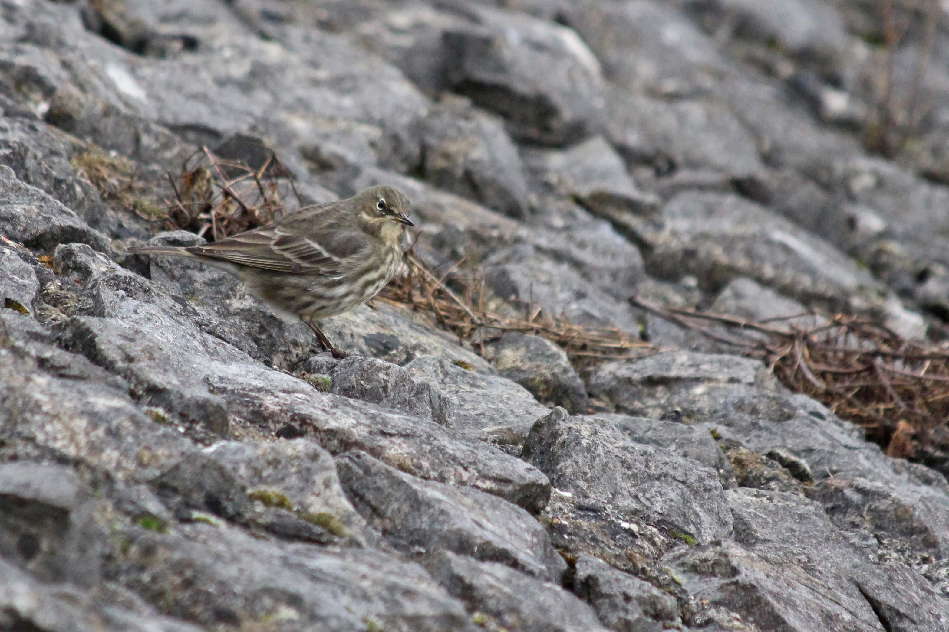 The gammy-legged Rock pipit | earthstar