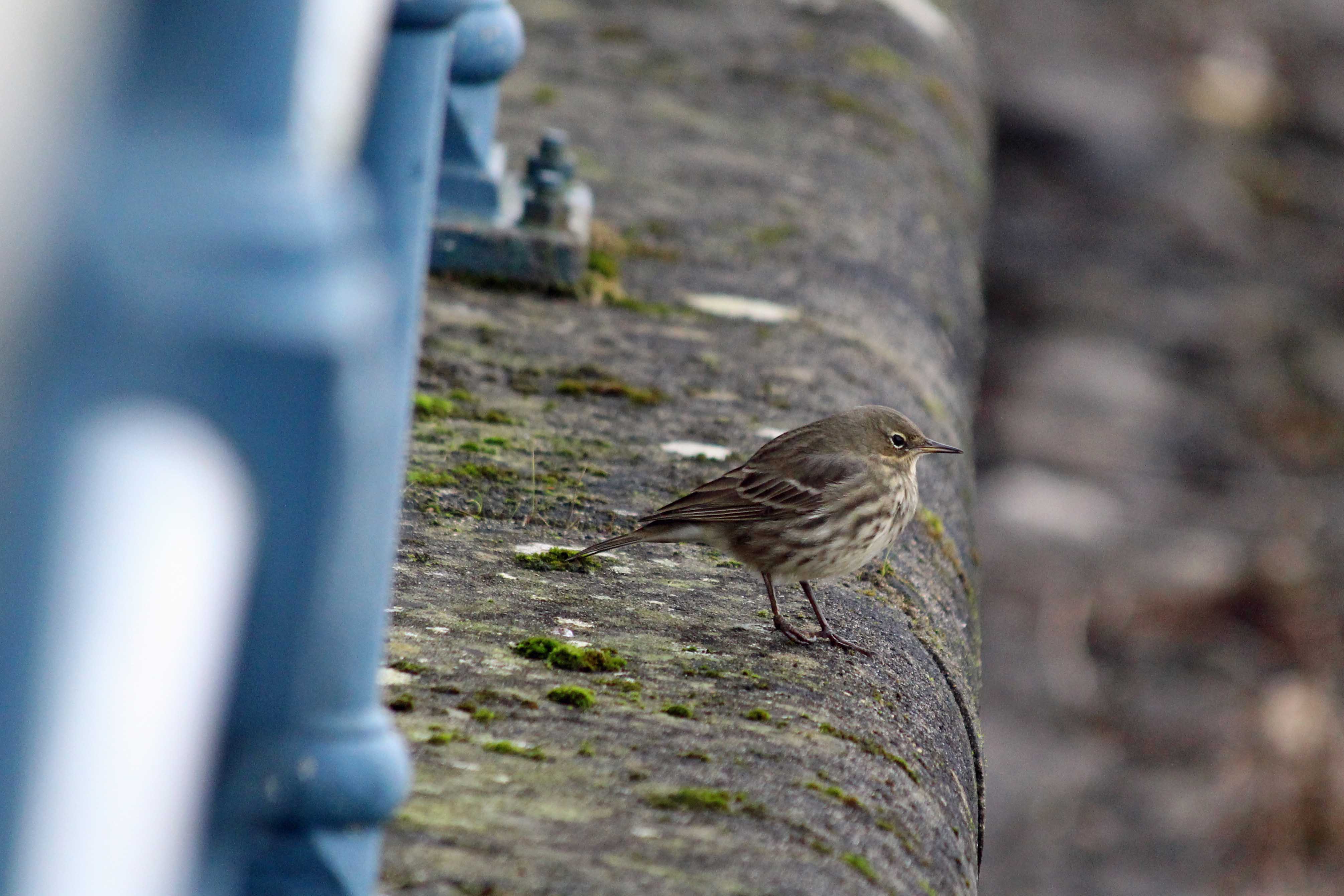 The gammy-legged Rock pipit | earthstar