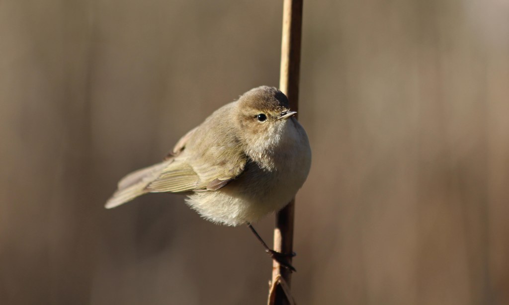 9/365 Siberian chiffchaff | earthstar