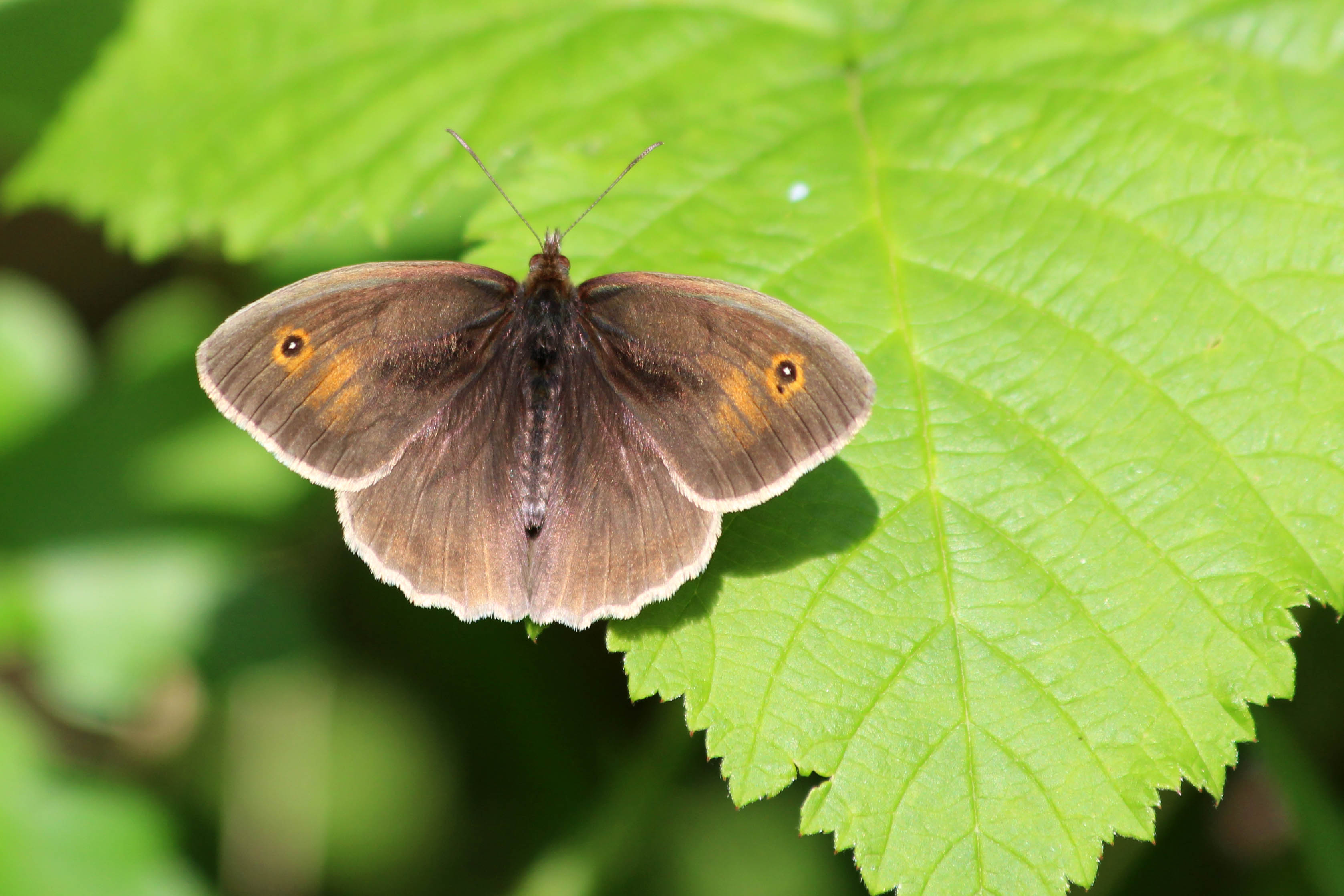 181/365 An aberrant Meadow brown | earthstar