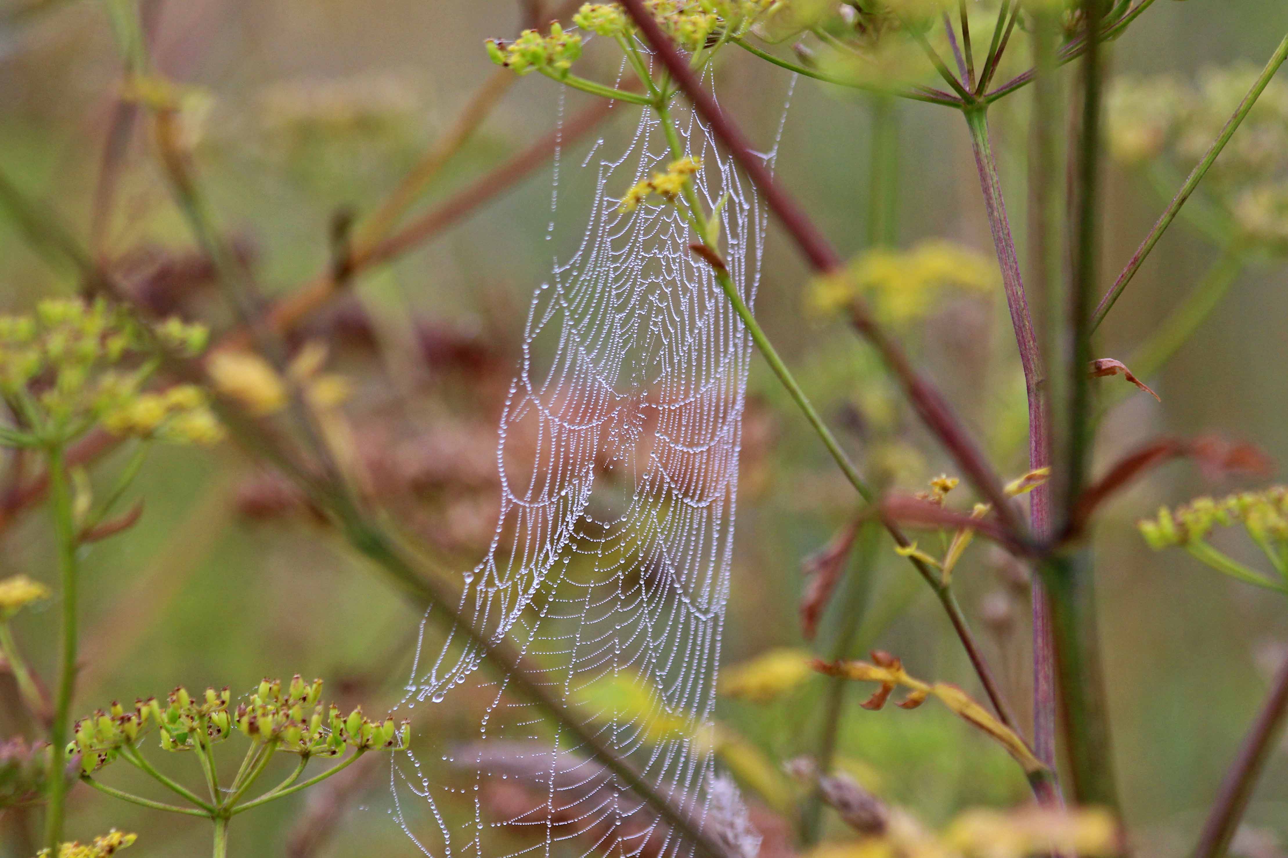 239/365 Wet white webs | earthstar