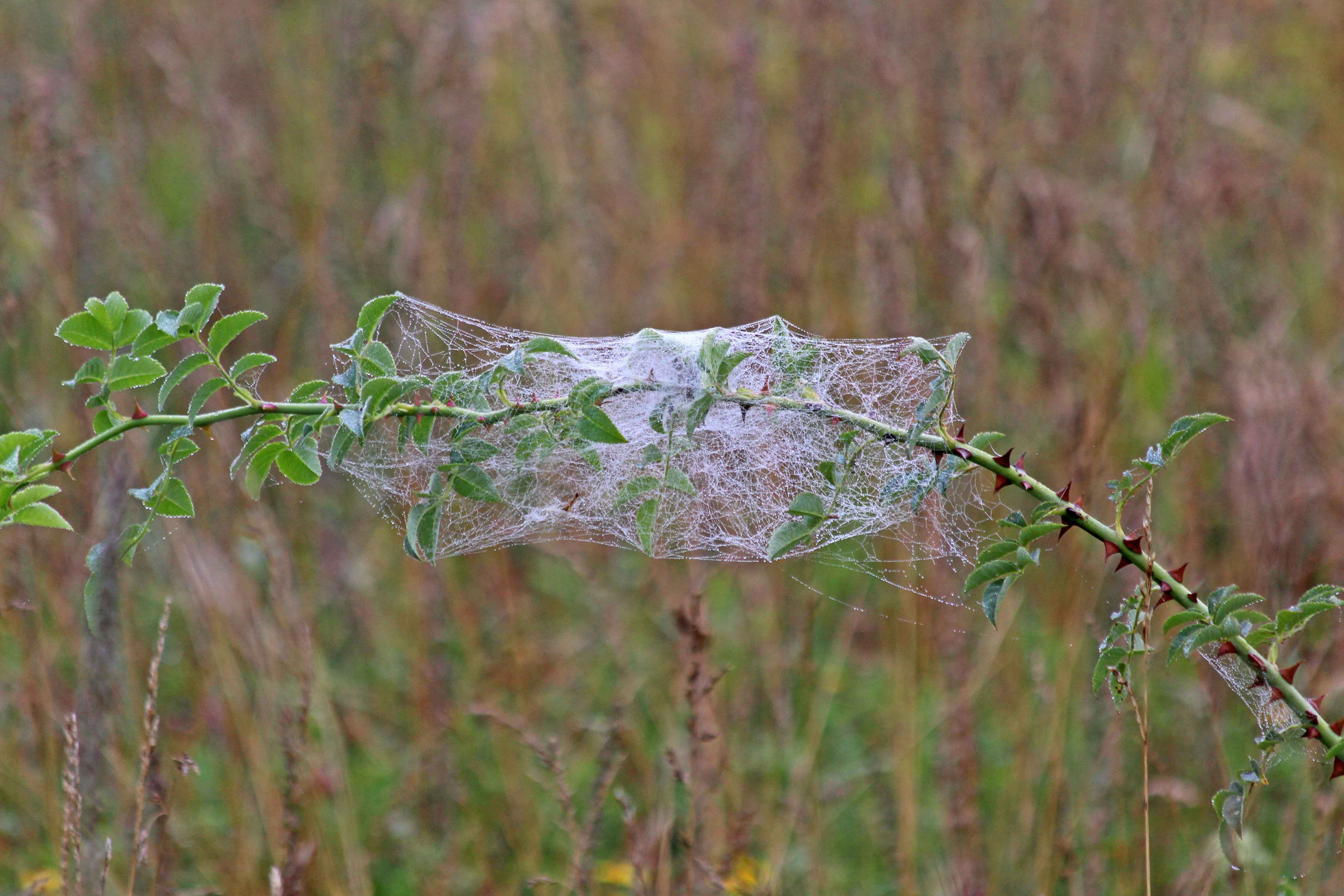 239/365 Wet white webs | earthstar