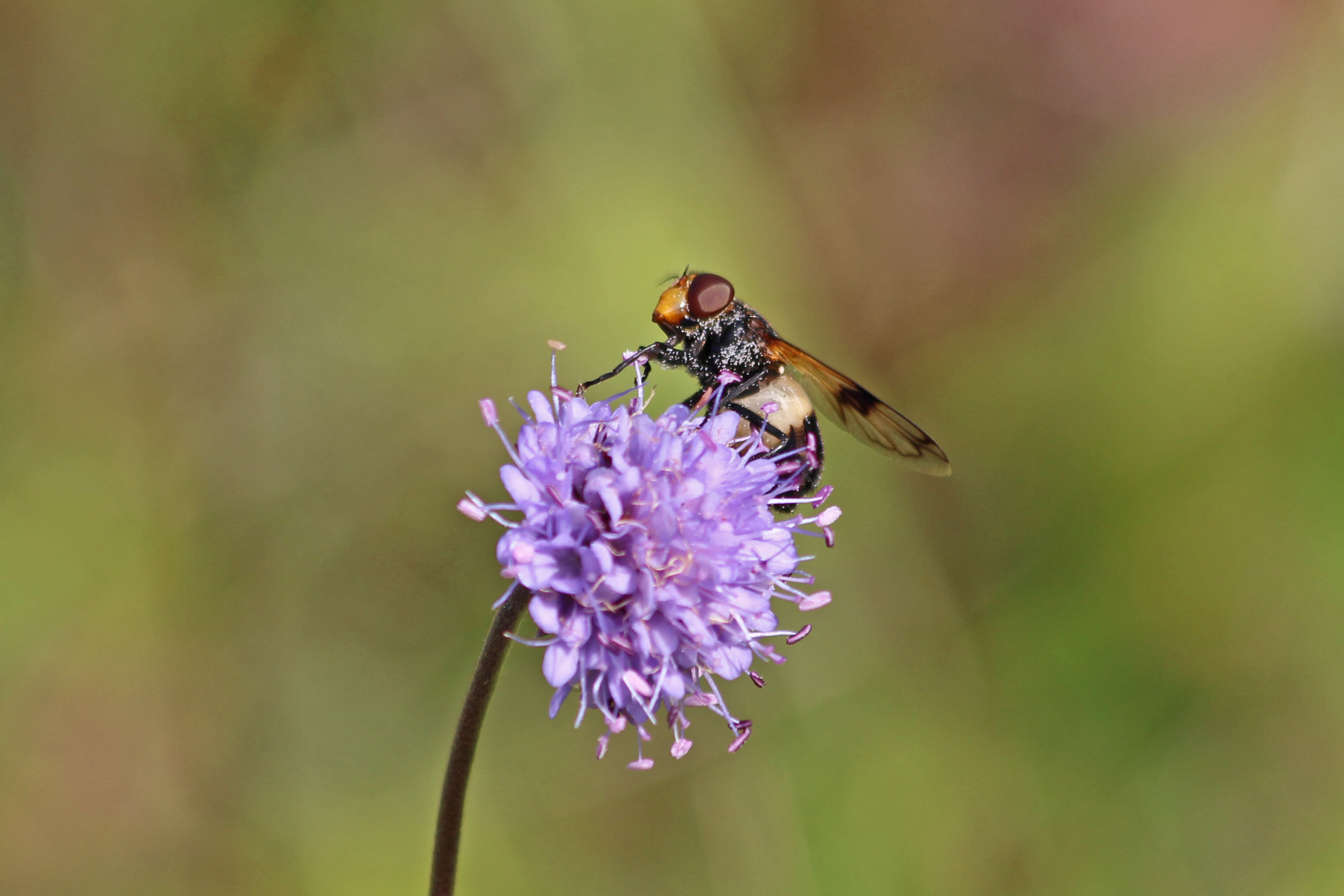 246/365 On the scabious | earthstar