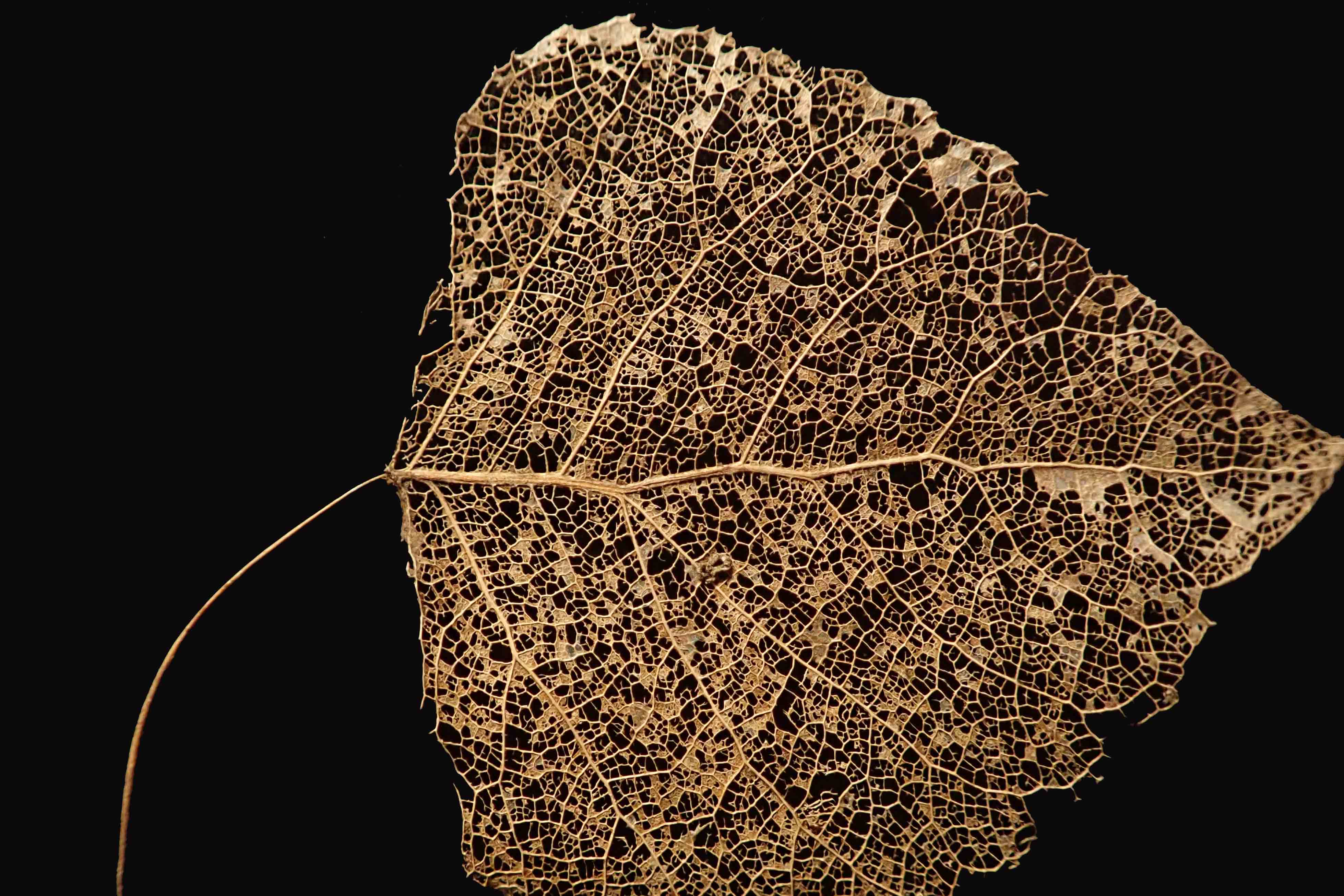 293/365 Leaf skeleton, I | earthstar
