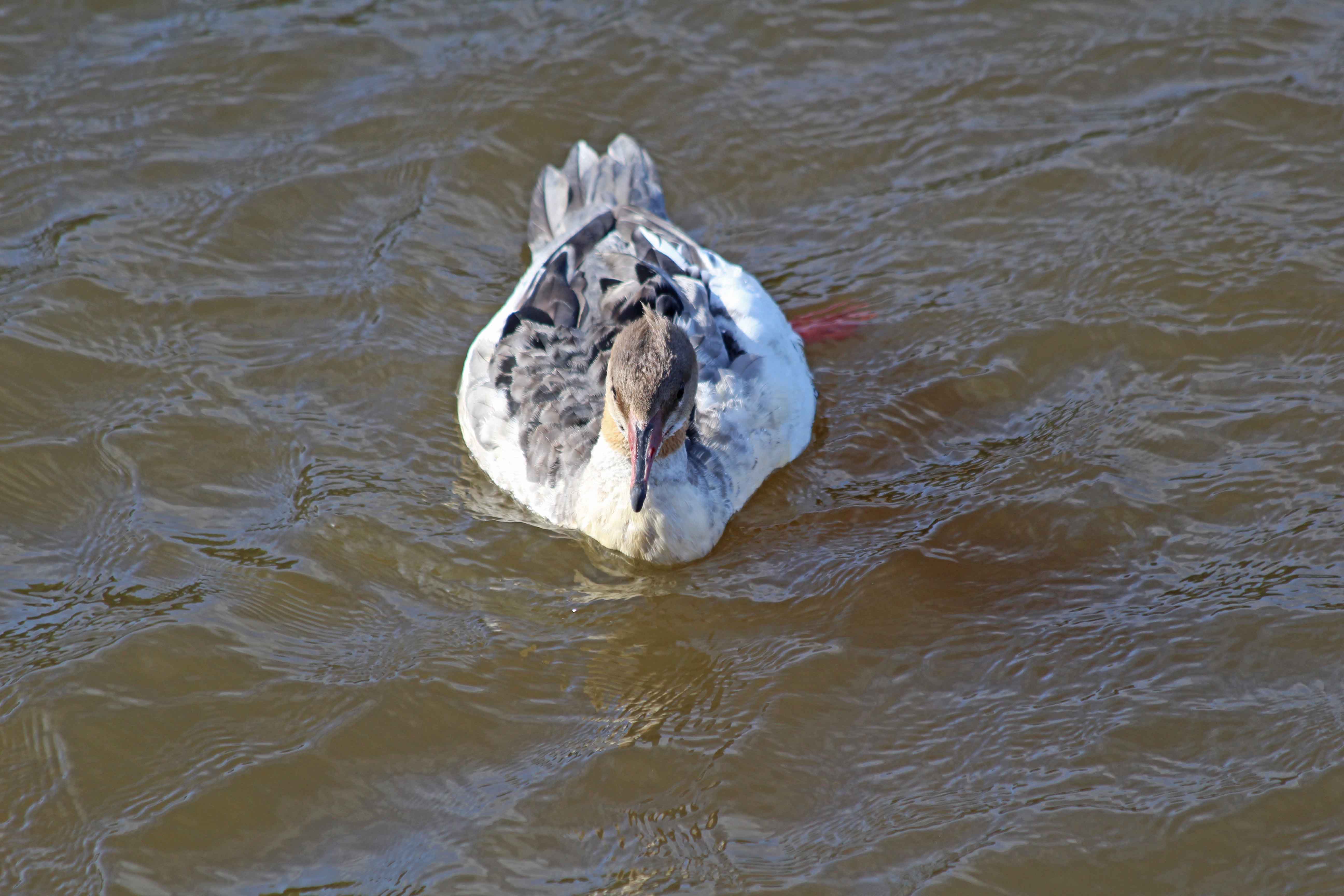 eclipse male Goosander | earthstar