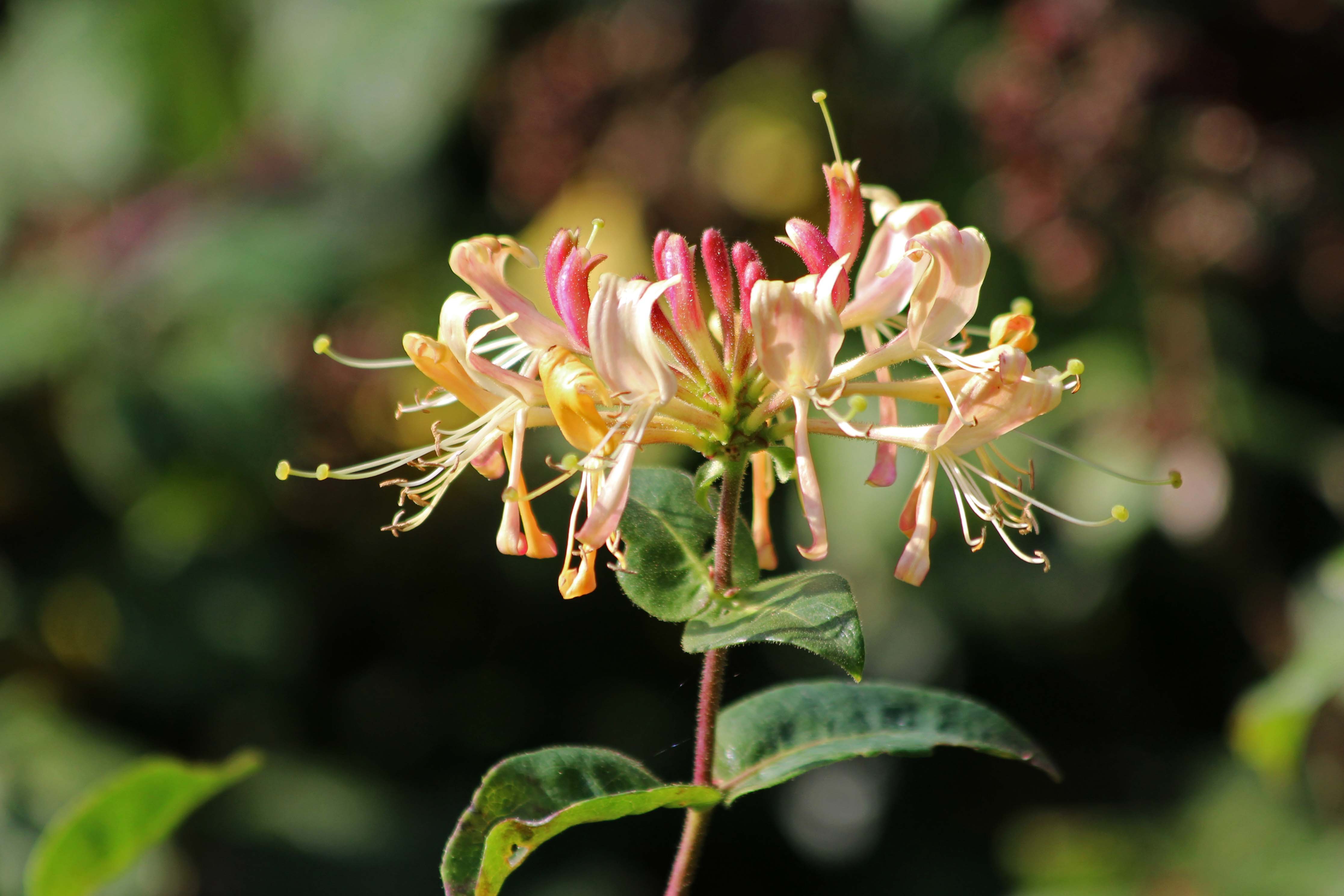 295/365 Sweet Honeysuckle | earthstar