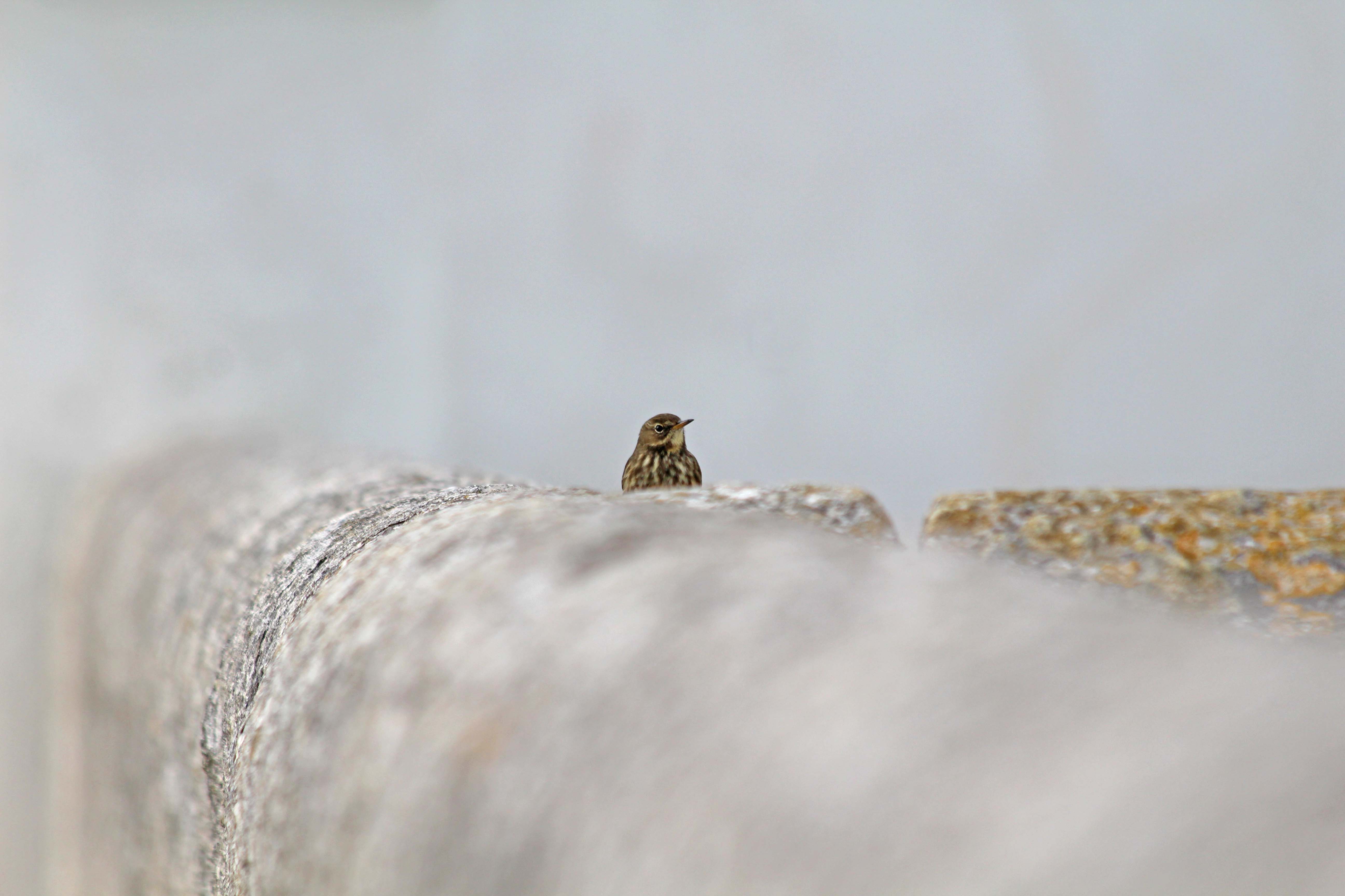 304/365 Portland pipits | earthstar