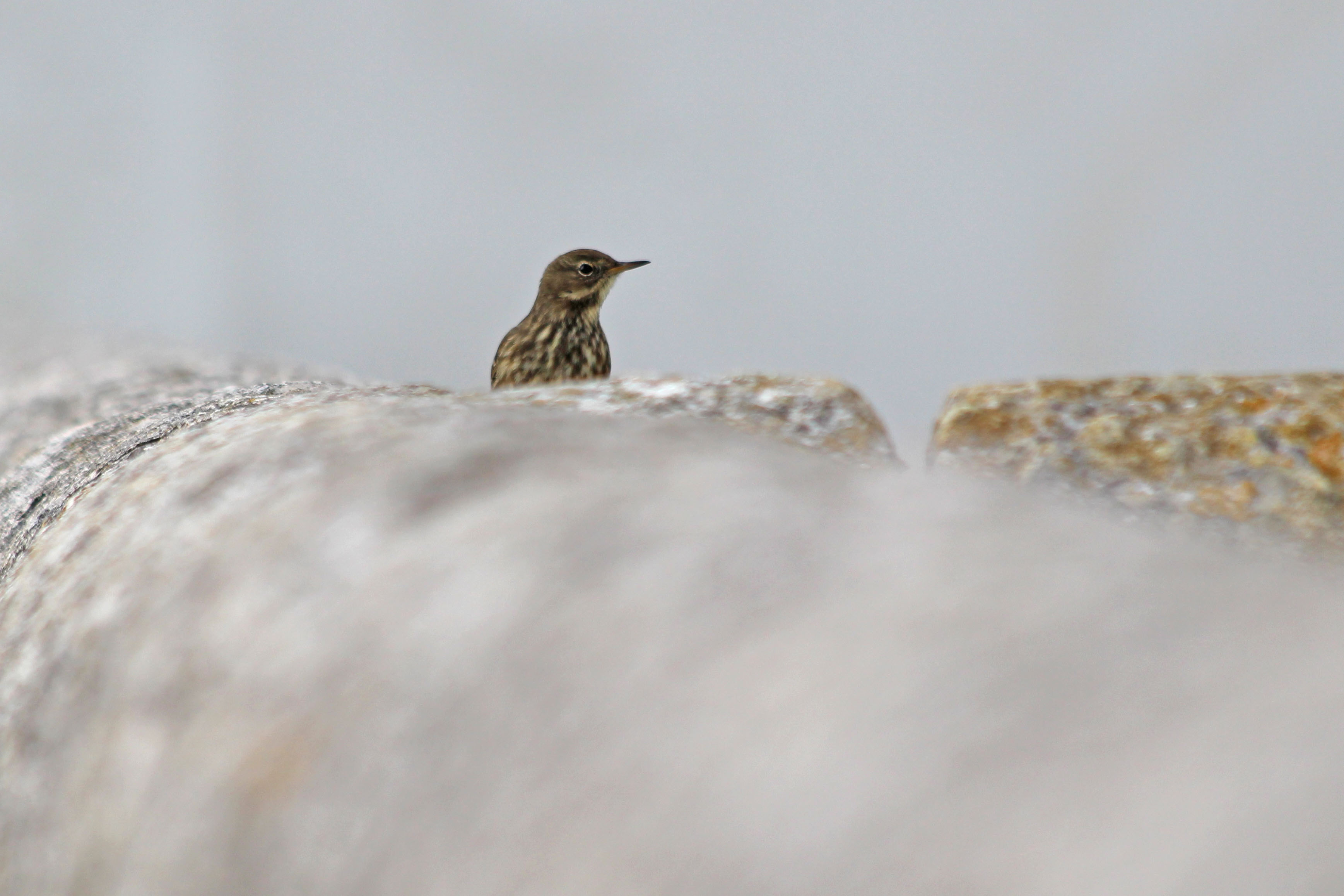 304/365 Portland pipits | earthstar