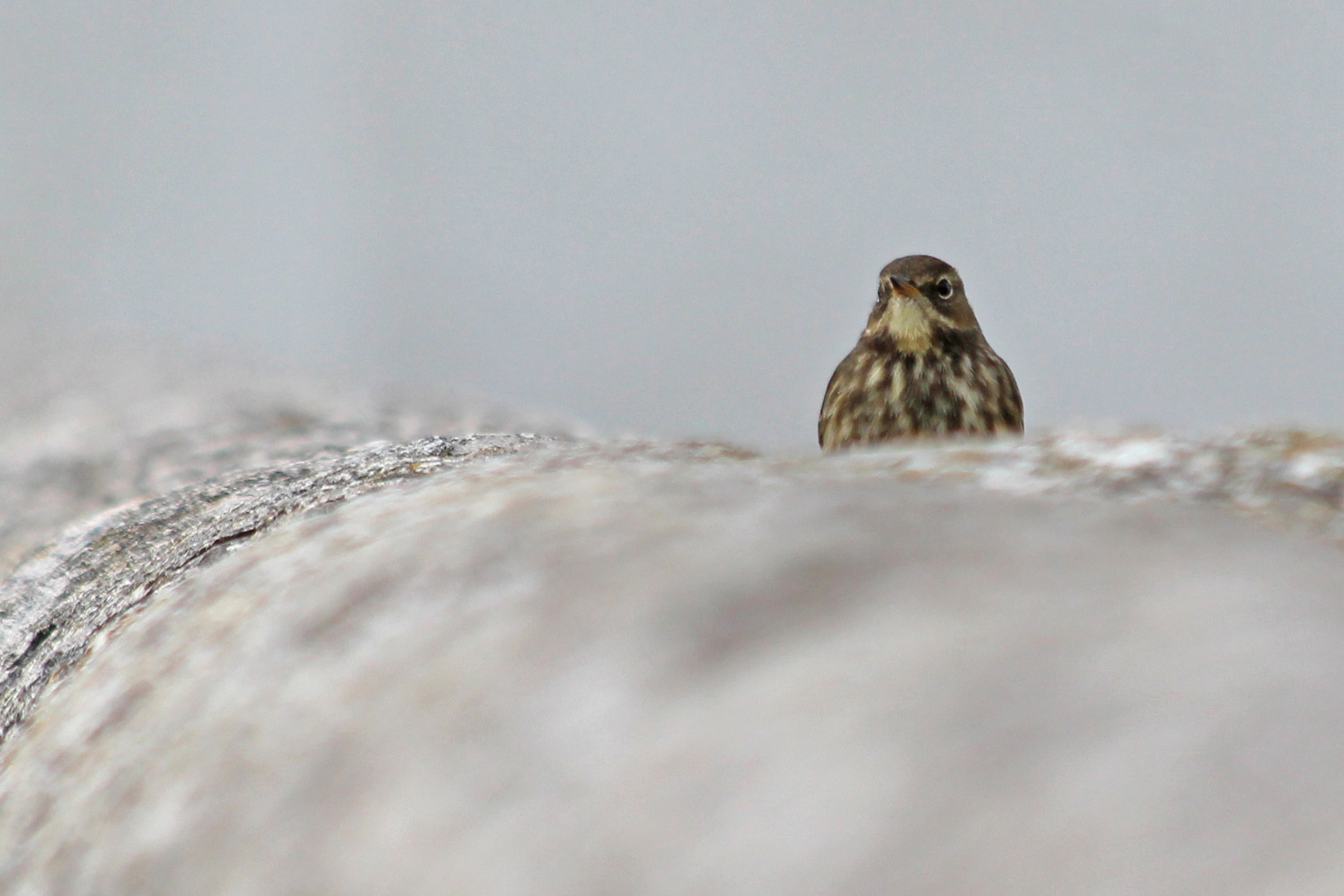 304/365 Portland pipits | earthstar