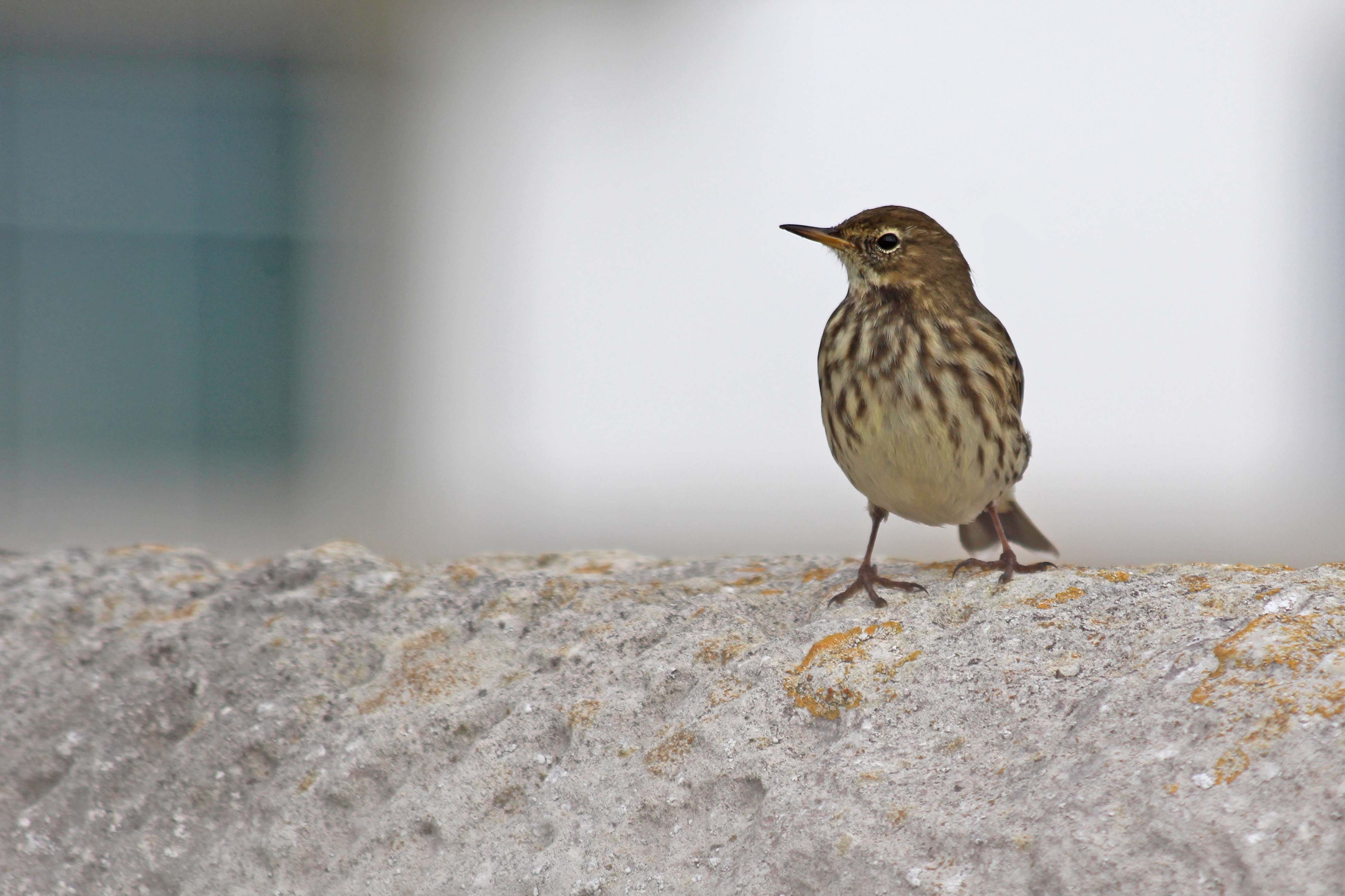 304/365 Portland pipits | earthstar
