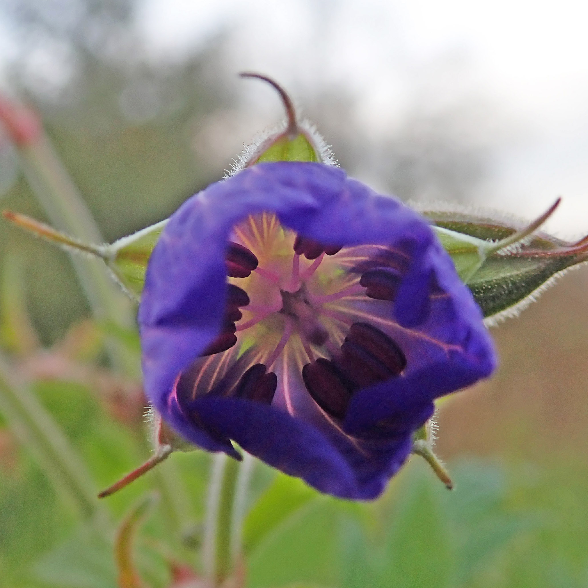 320/365 Jingling Johnny | earthstar