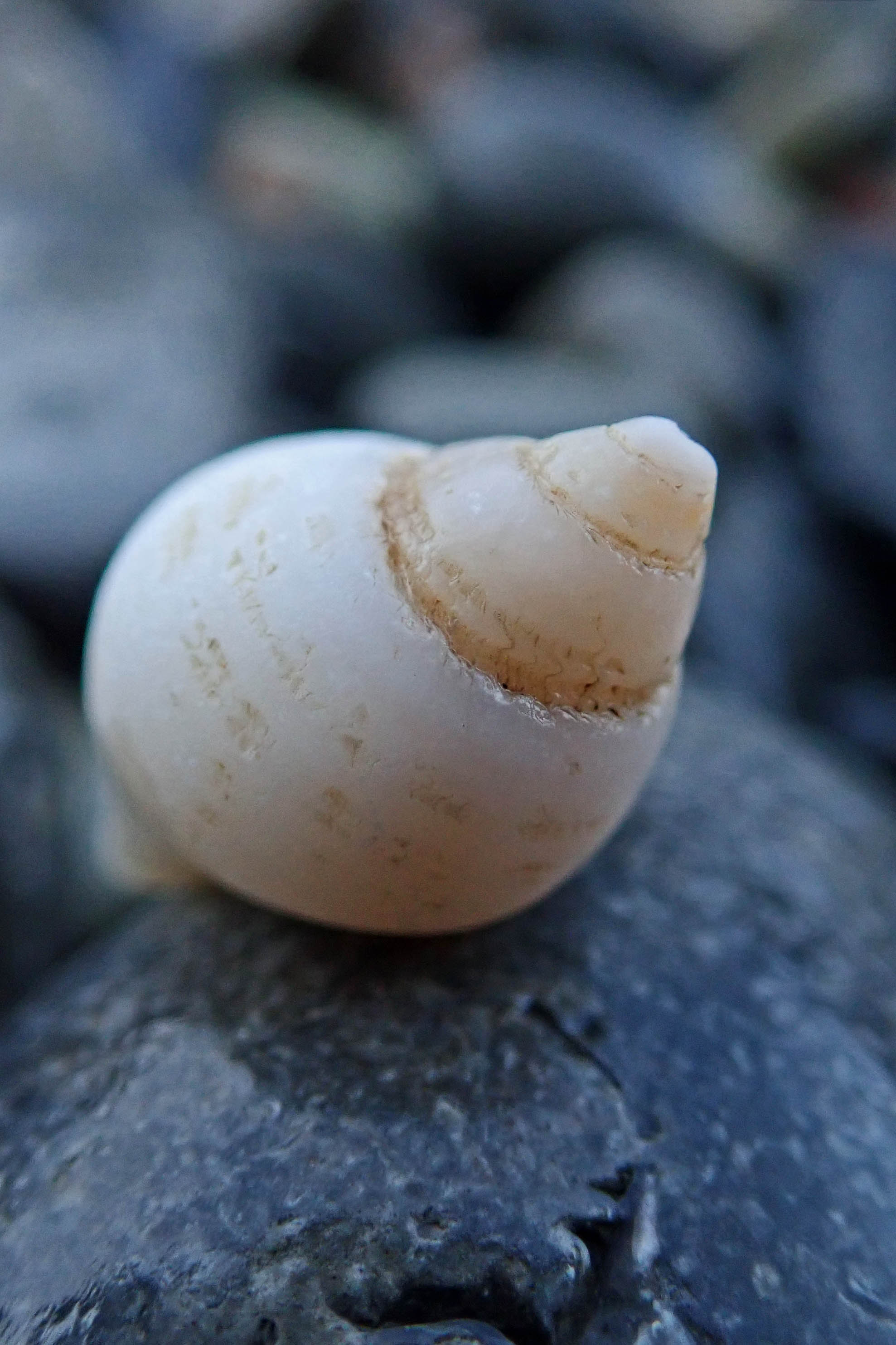191212 sea shells (1) | earthstar