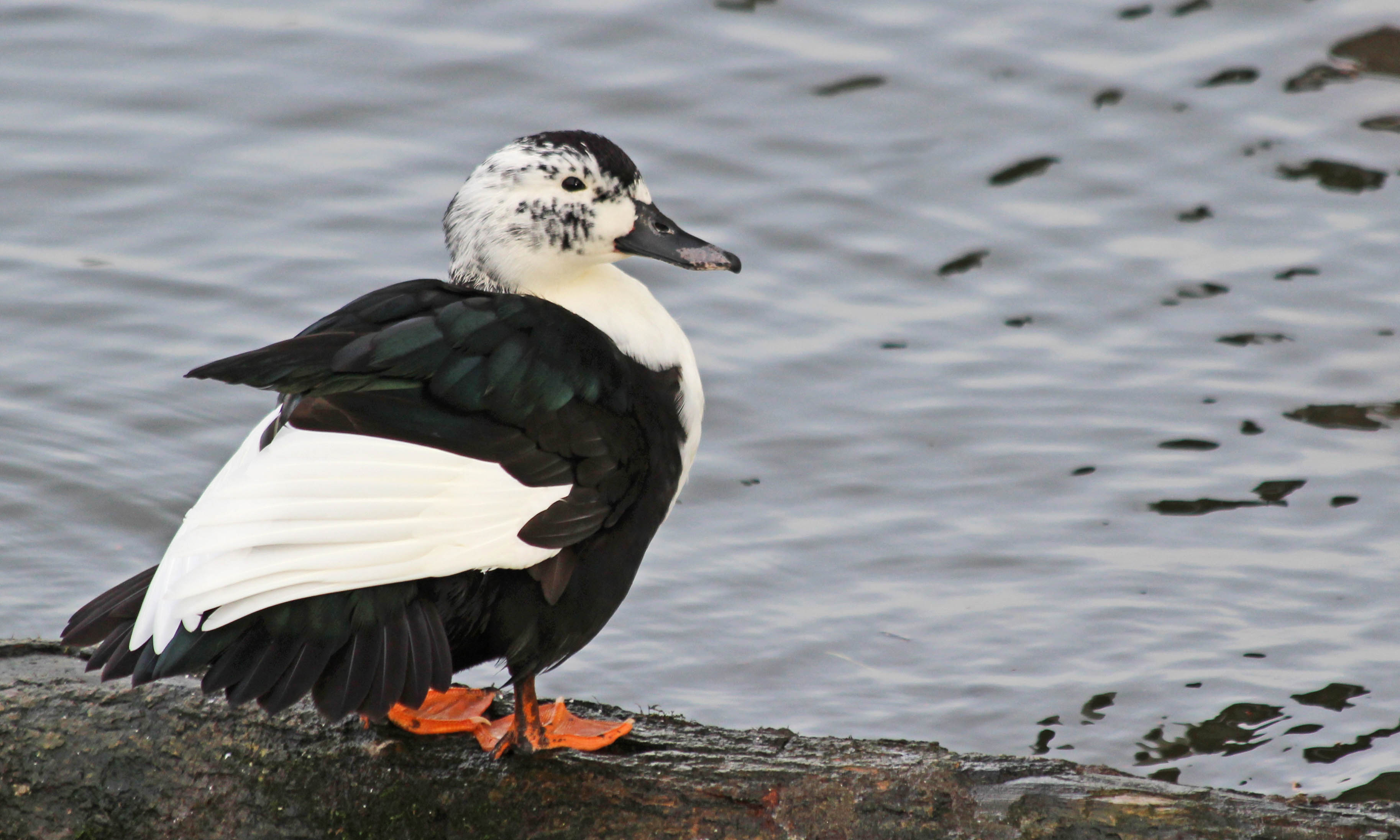 362/365 A handsome hybrid | earthstar