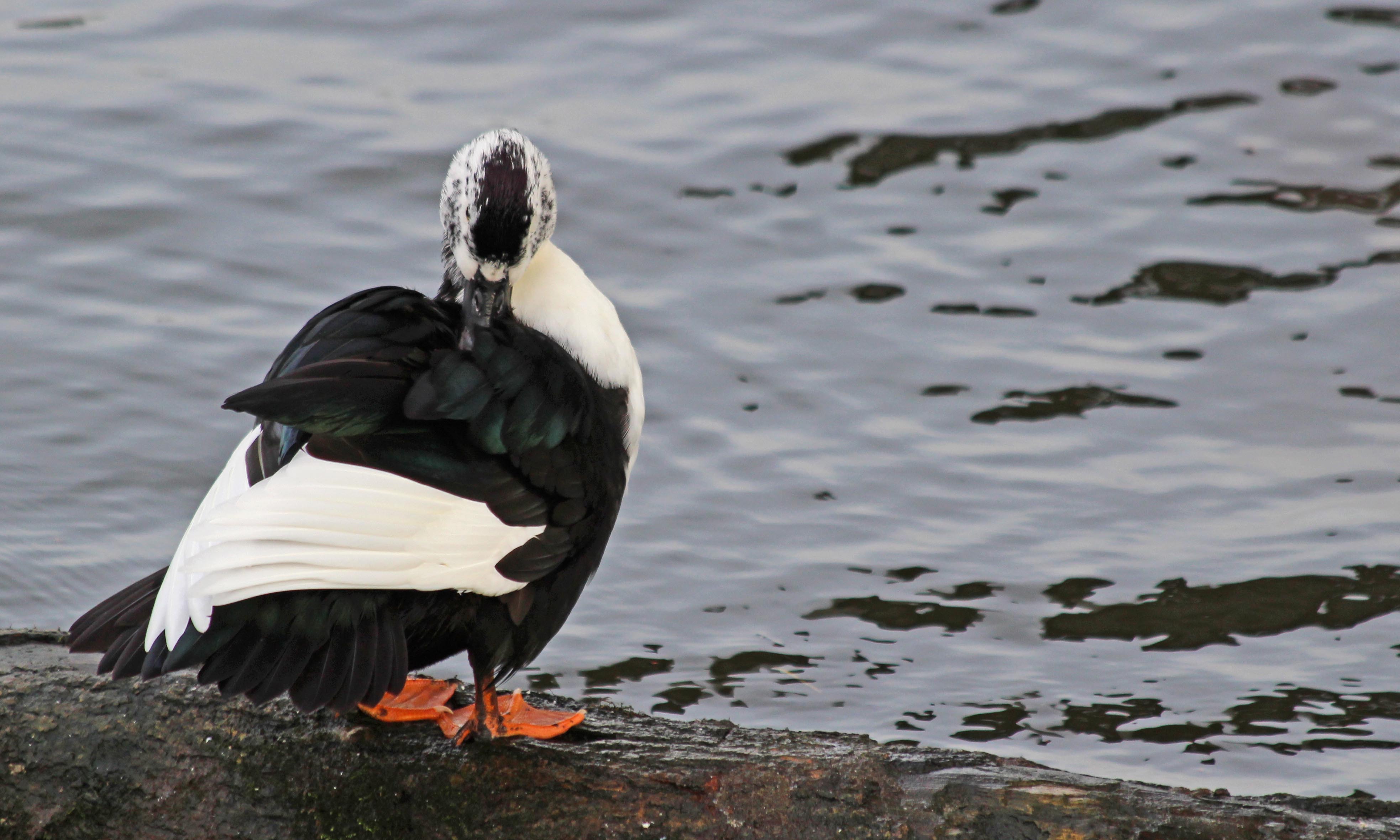 hybrid duck | earthstar
