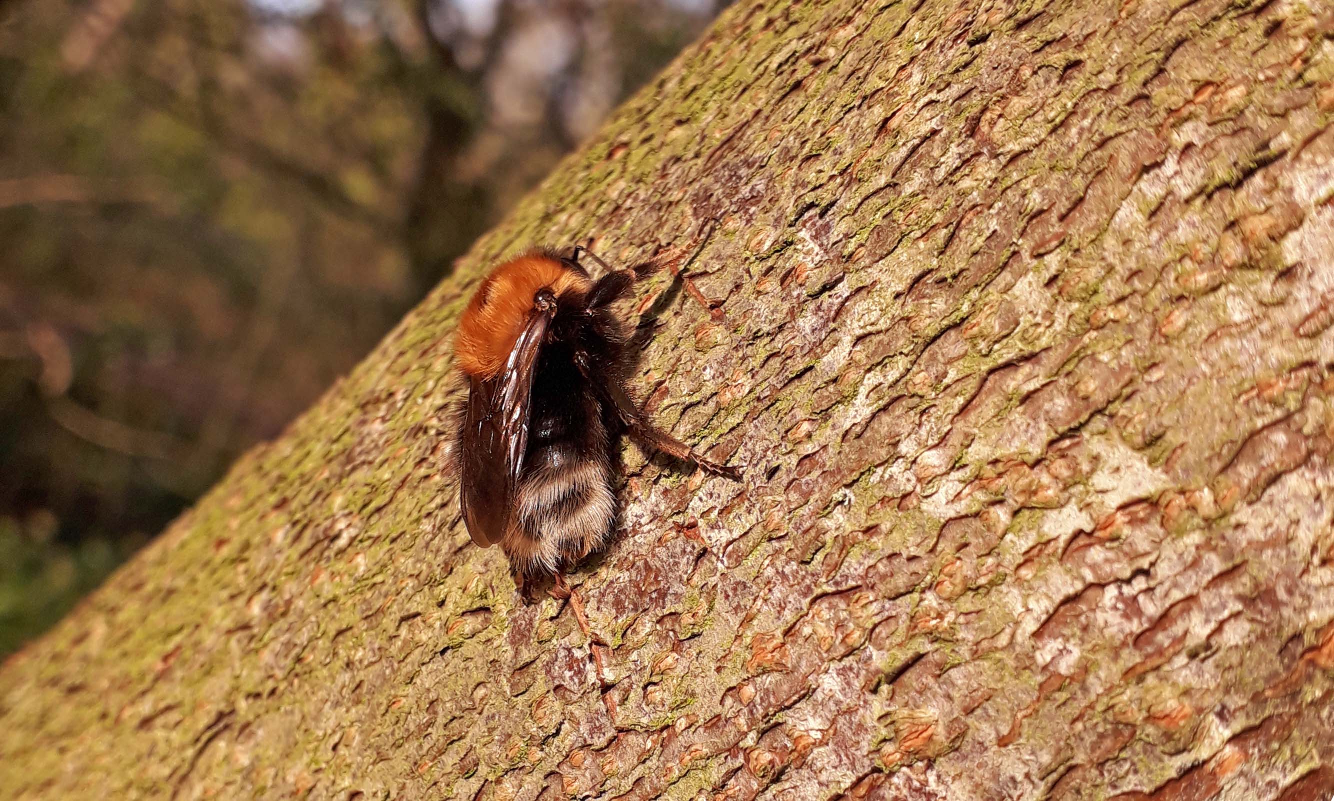 Tree bumblebee | earthstar