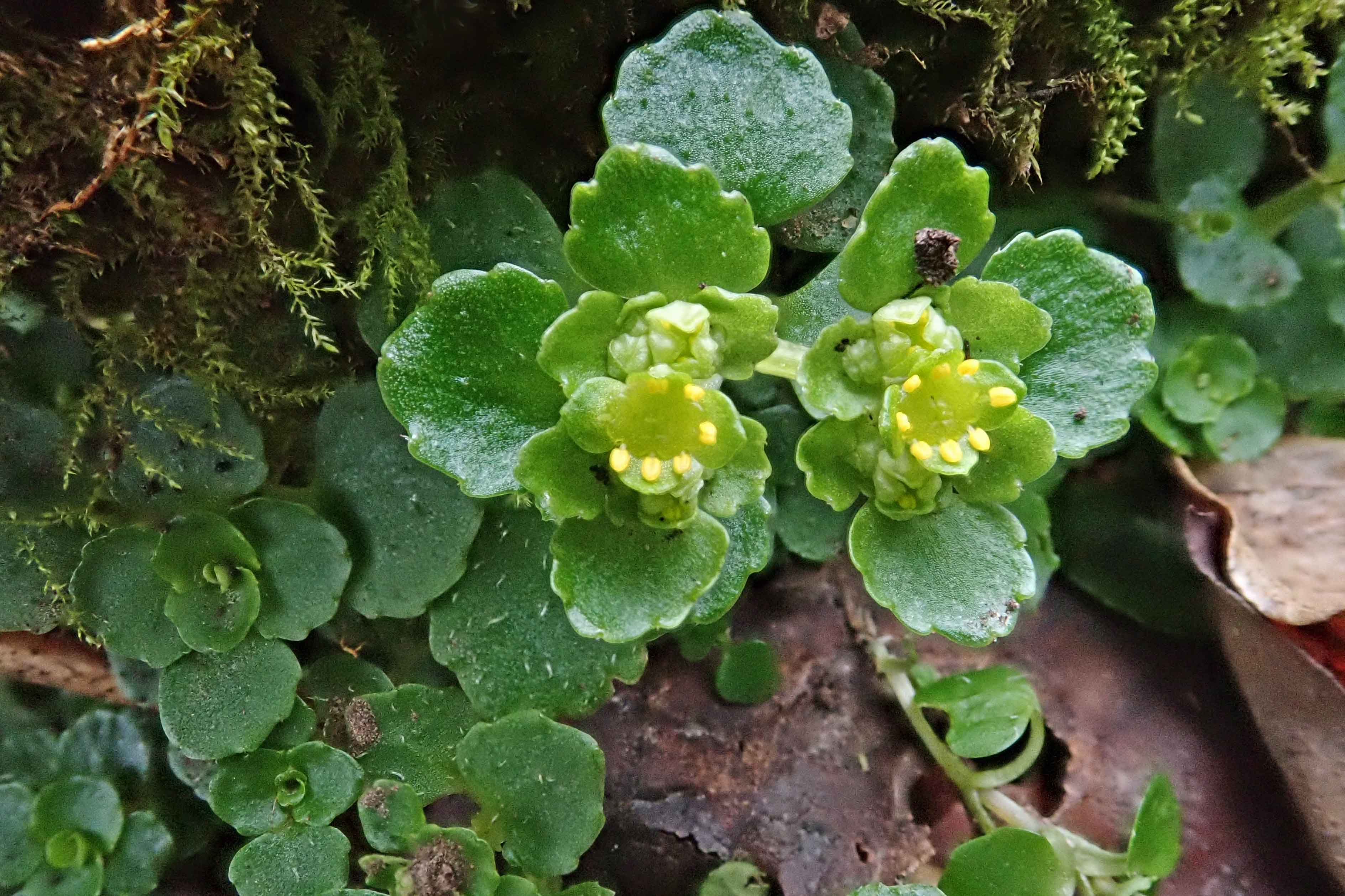 35/366 A flowering saxifrage | earthstar