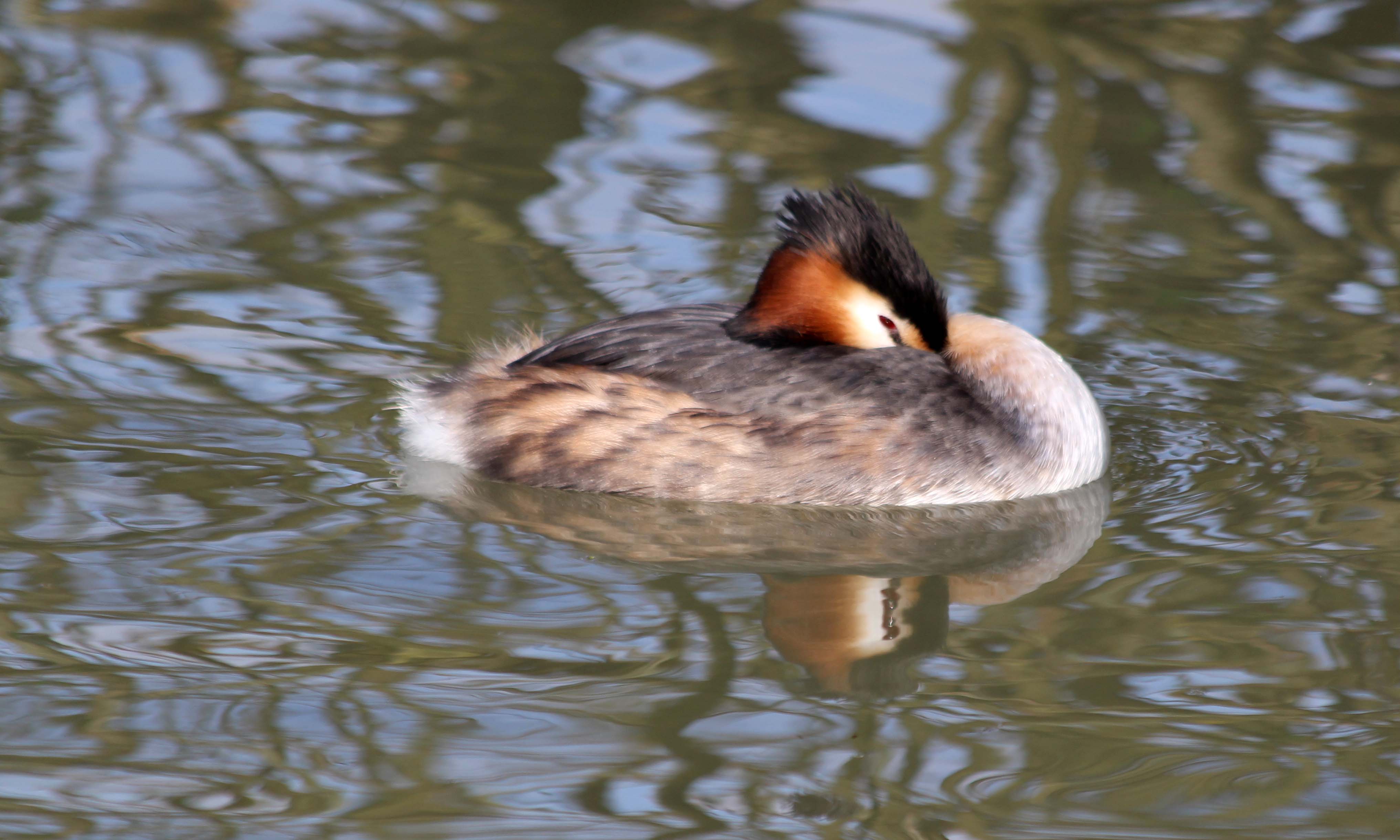 38/366 A day of grebes | earthstar