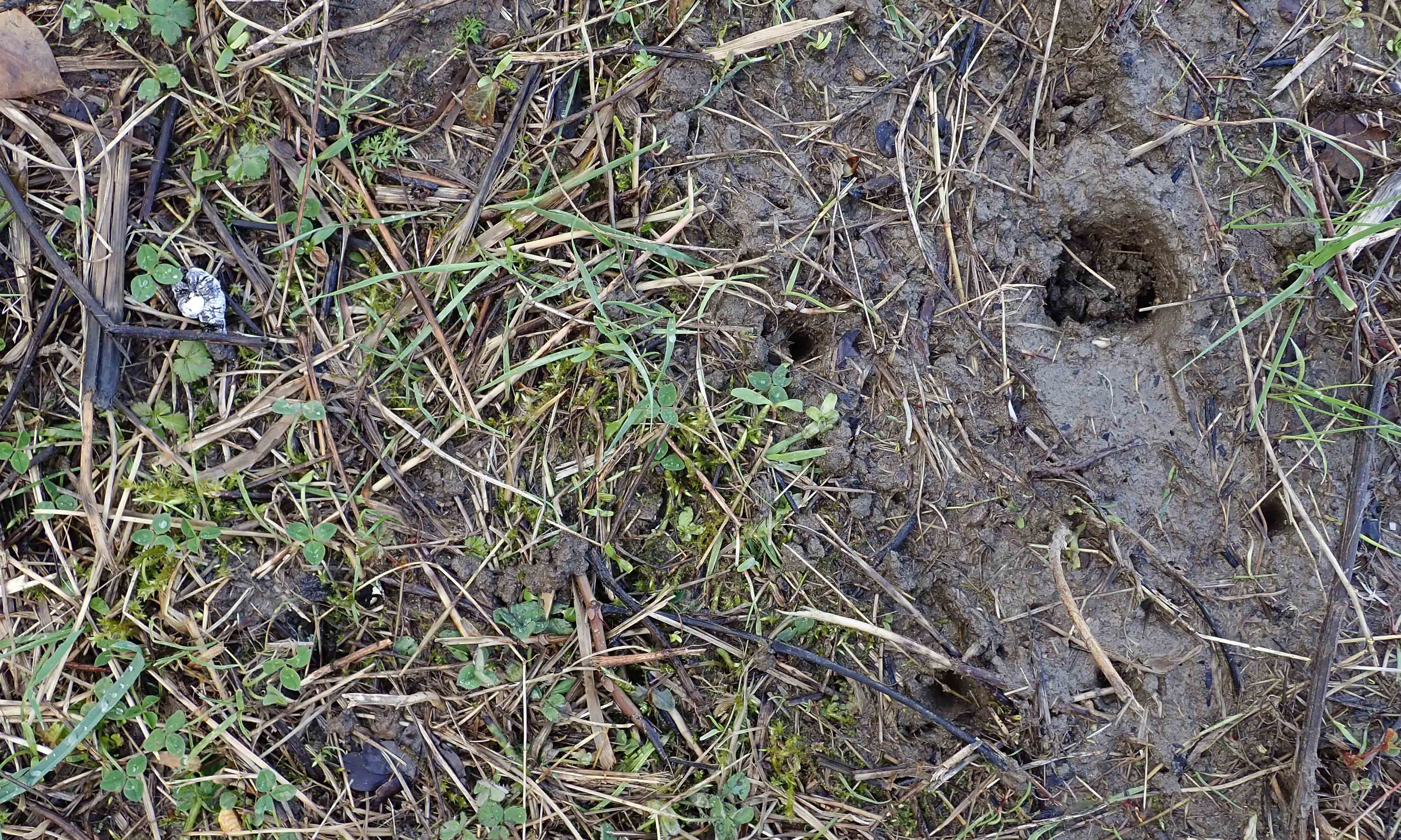 44/366 Signs of Green woodpecker | earthstar