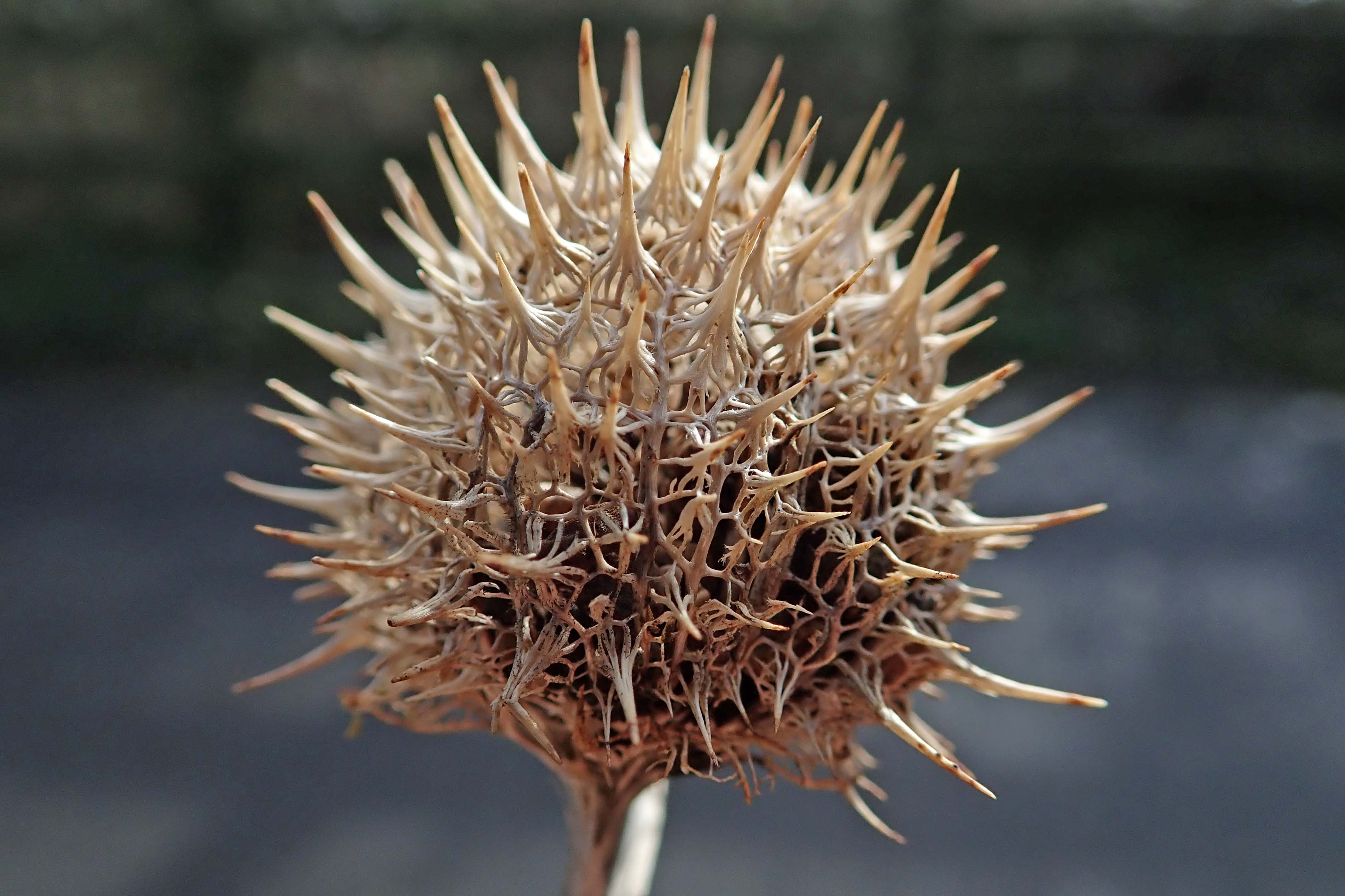 51/366 Mystery seedpod | earthstar