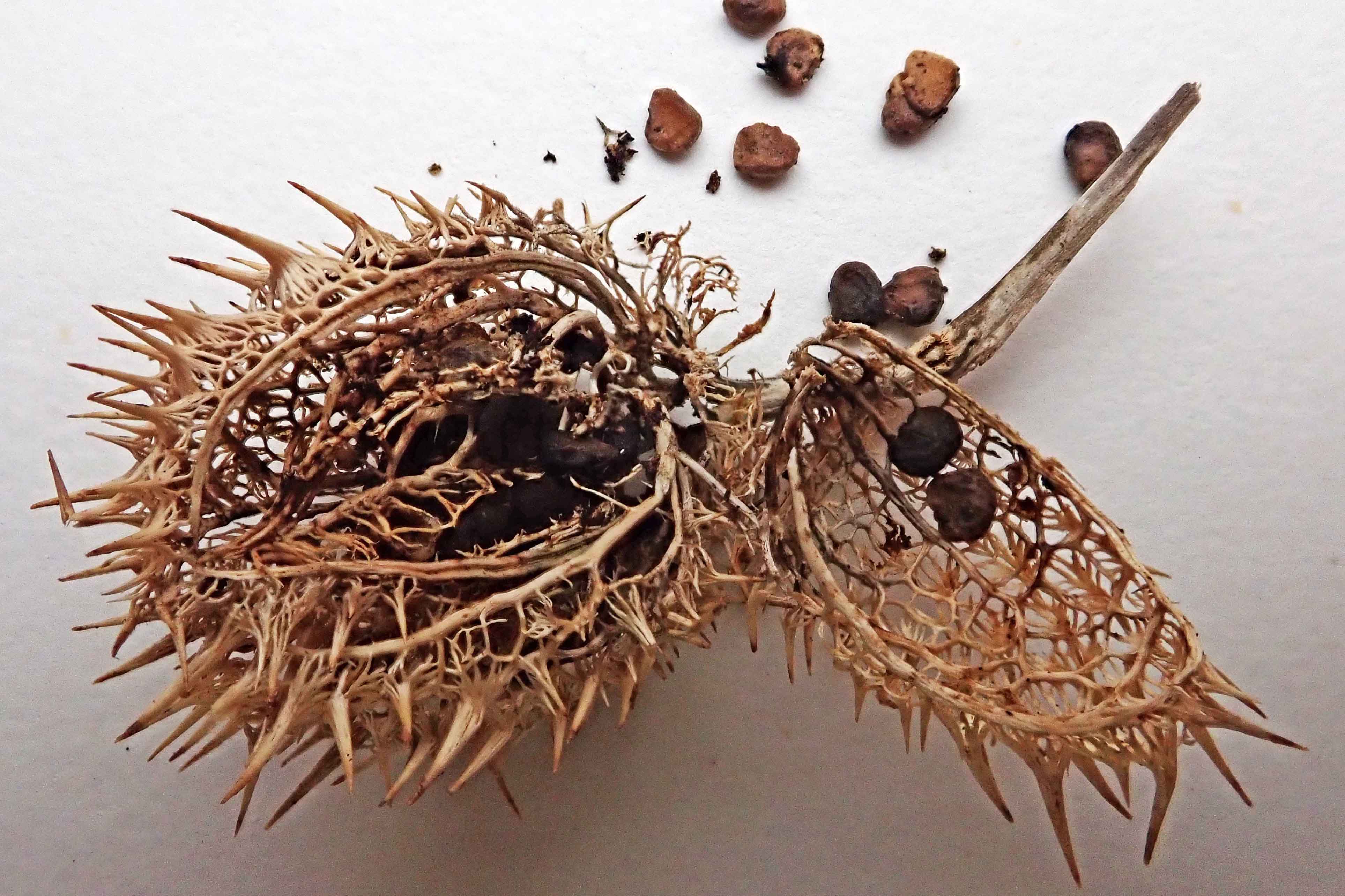 51/366 Mystery seedpod | earthstar