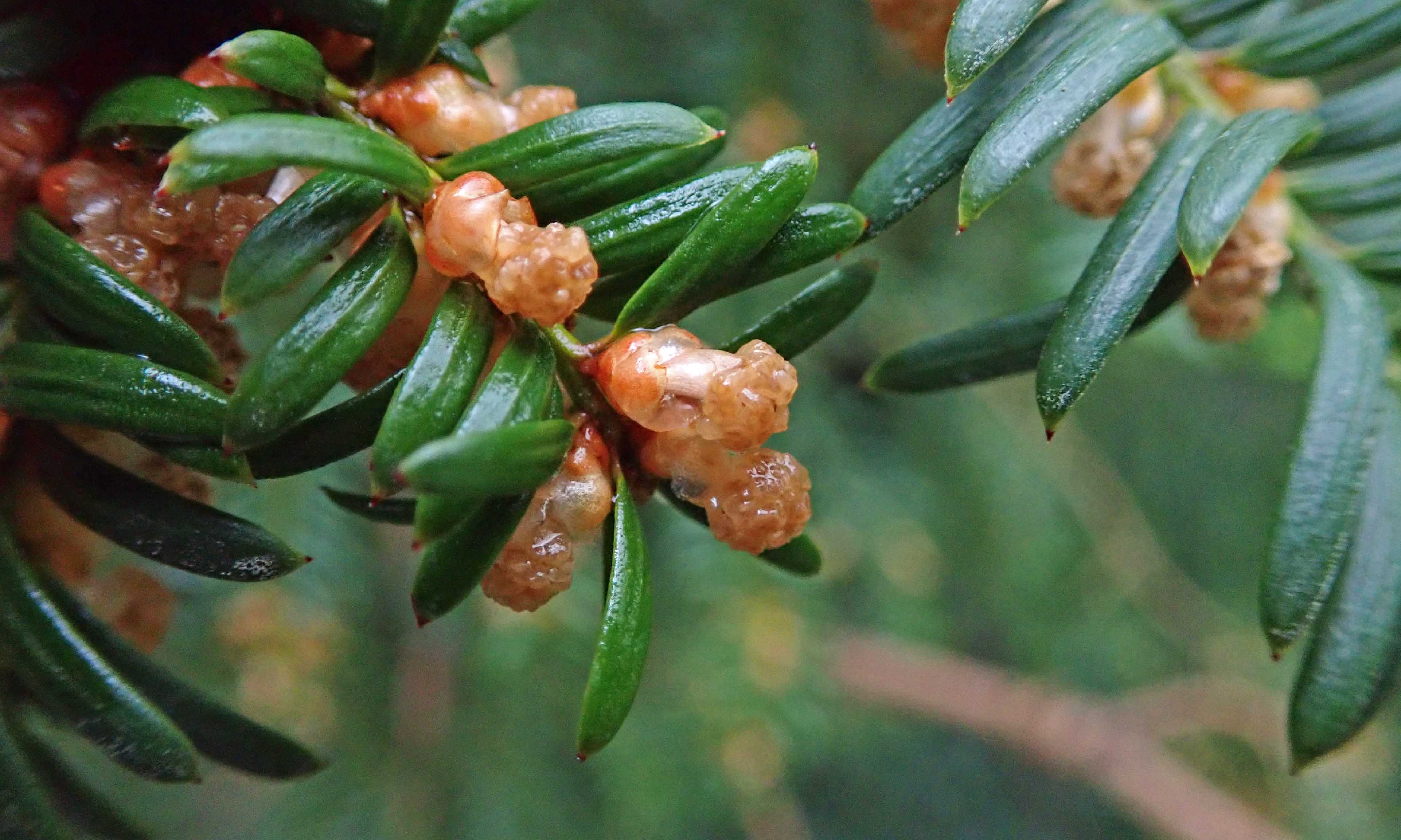 male yew flowers | earthstar