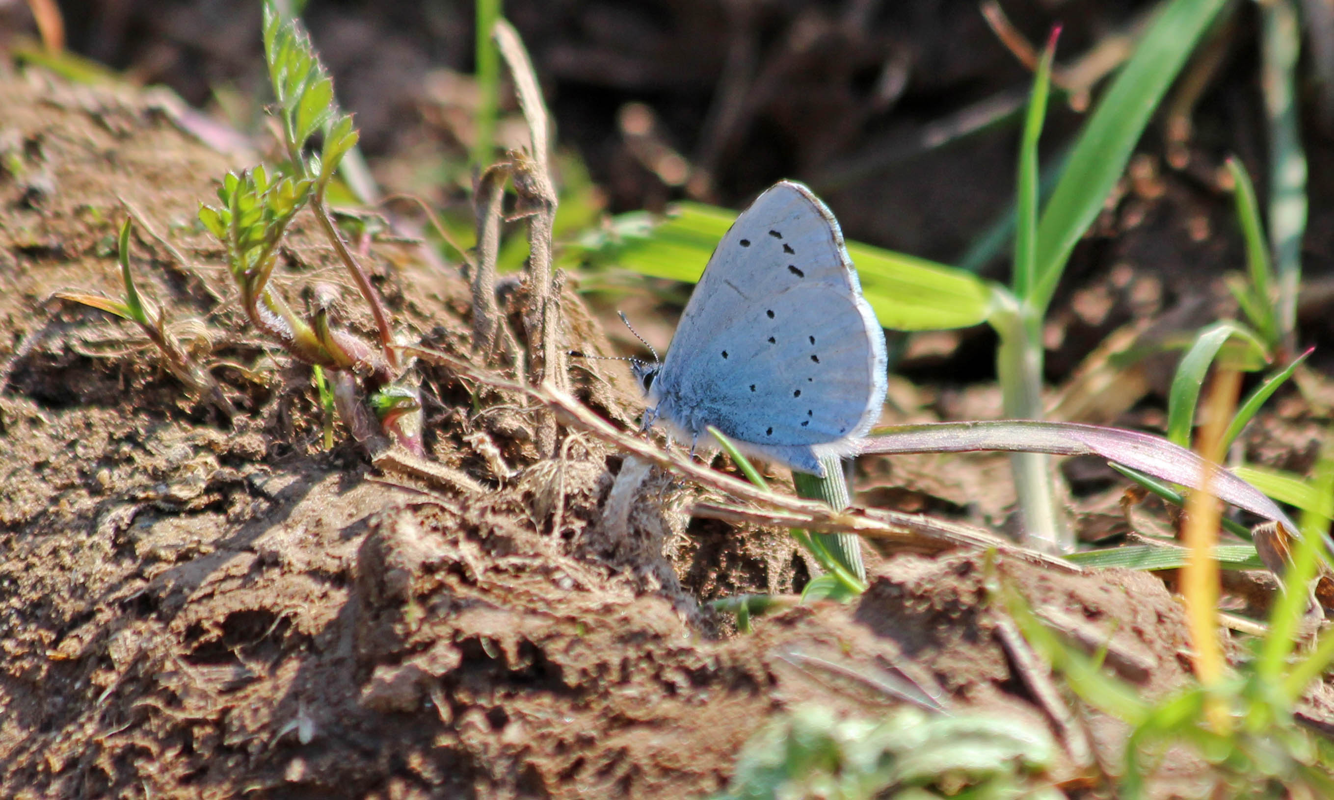 102/366 Holly blue | earthstar