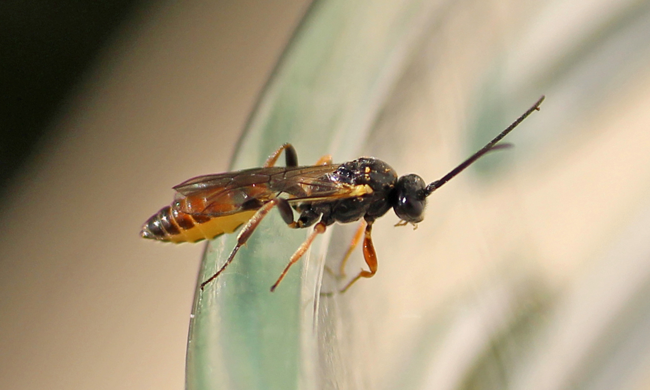 120/366 What’s in a gall? | earthstar