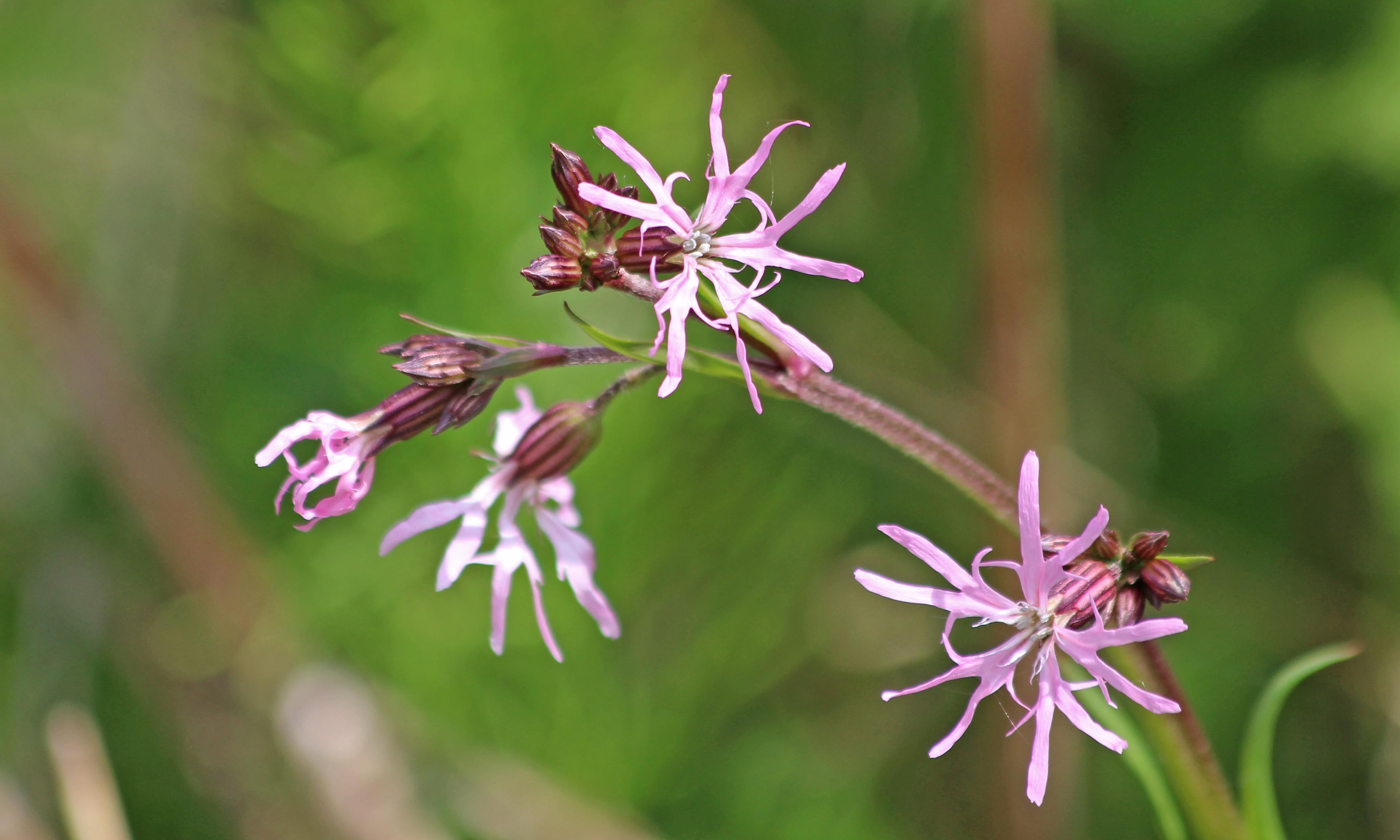 124/366 Ragged robin | earthstar