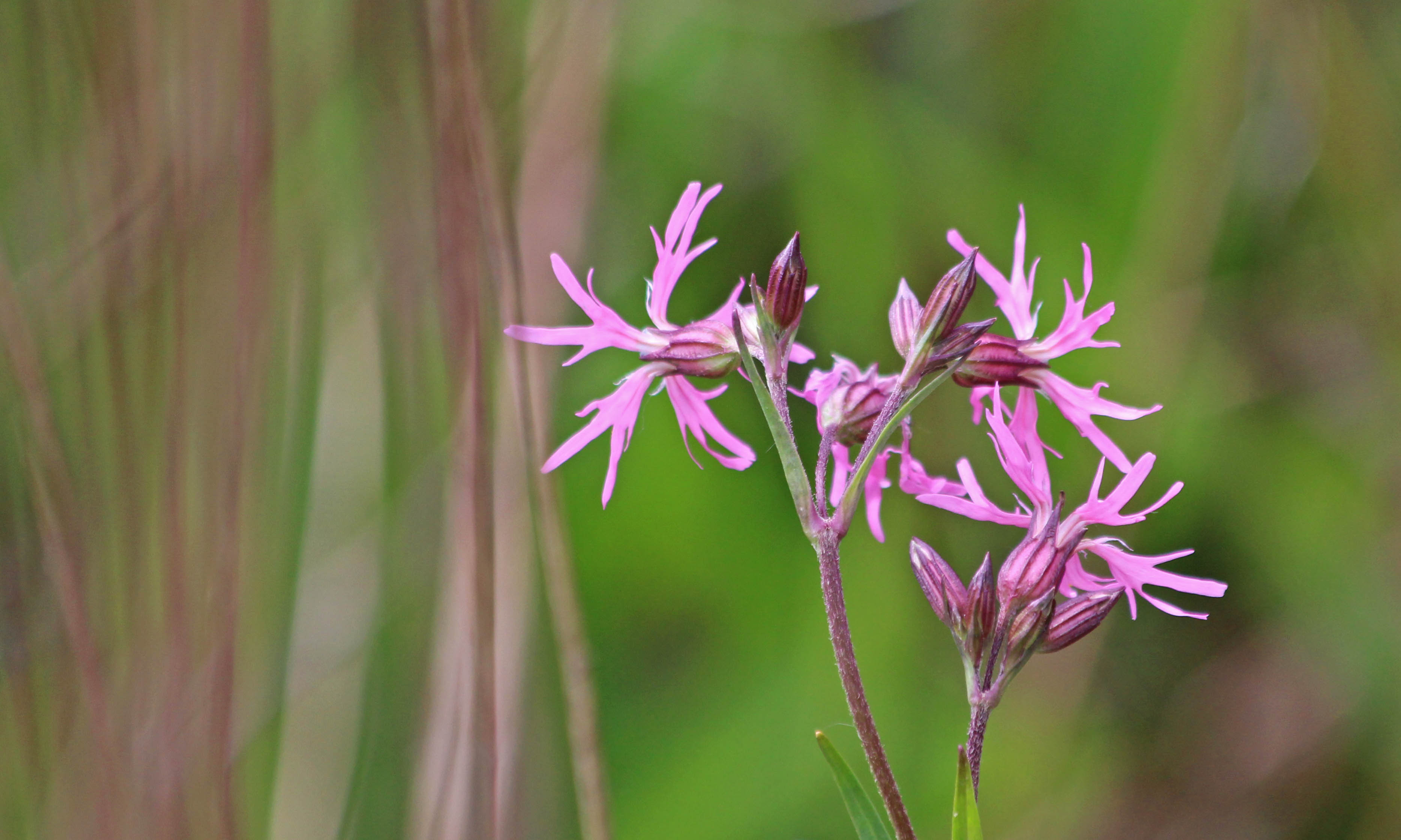 124/366 Ragged robin | earthstar