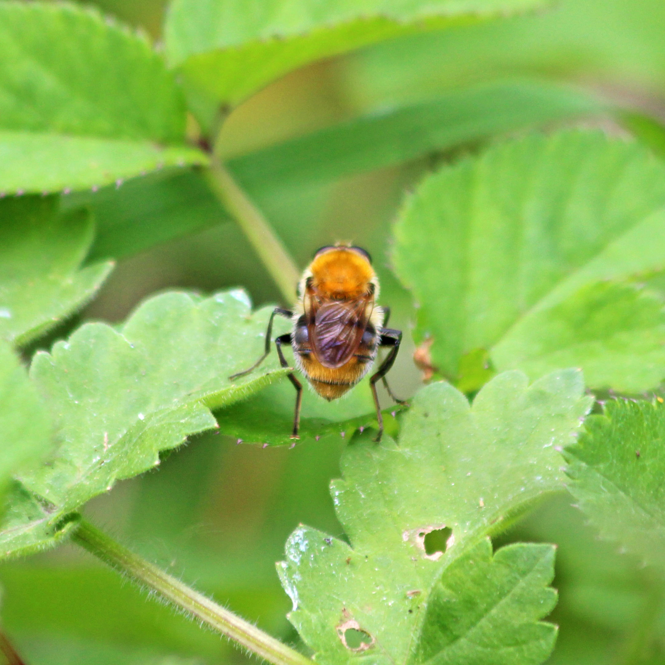 141/366 A Buff-tailed bear | earthstar