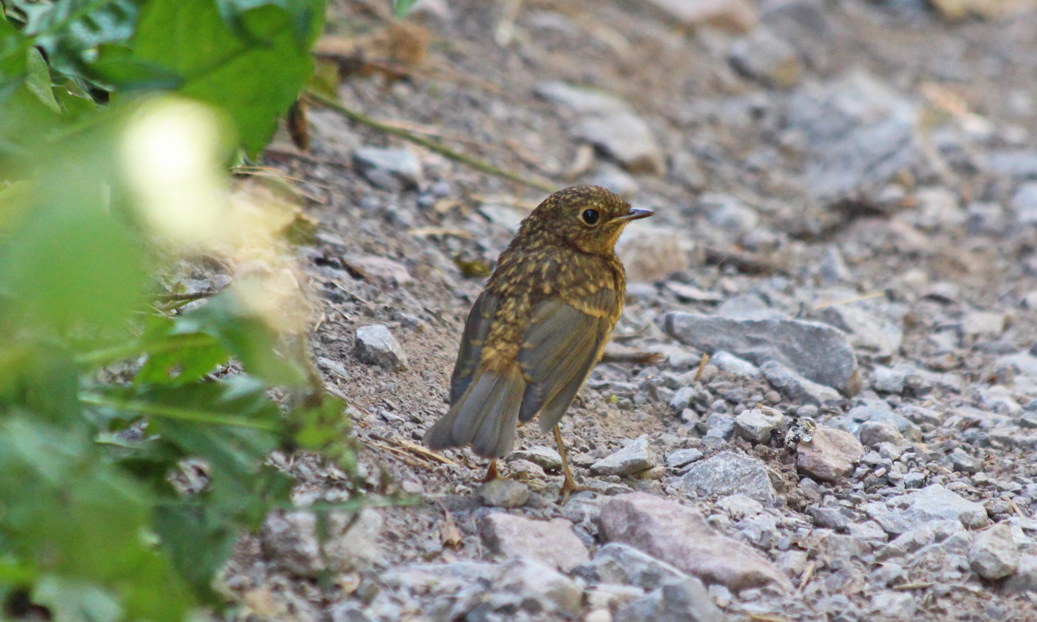 144/366 Junior | earthstar
