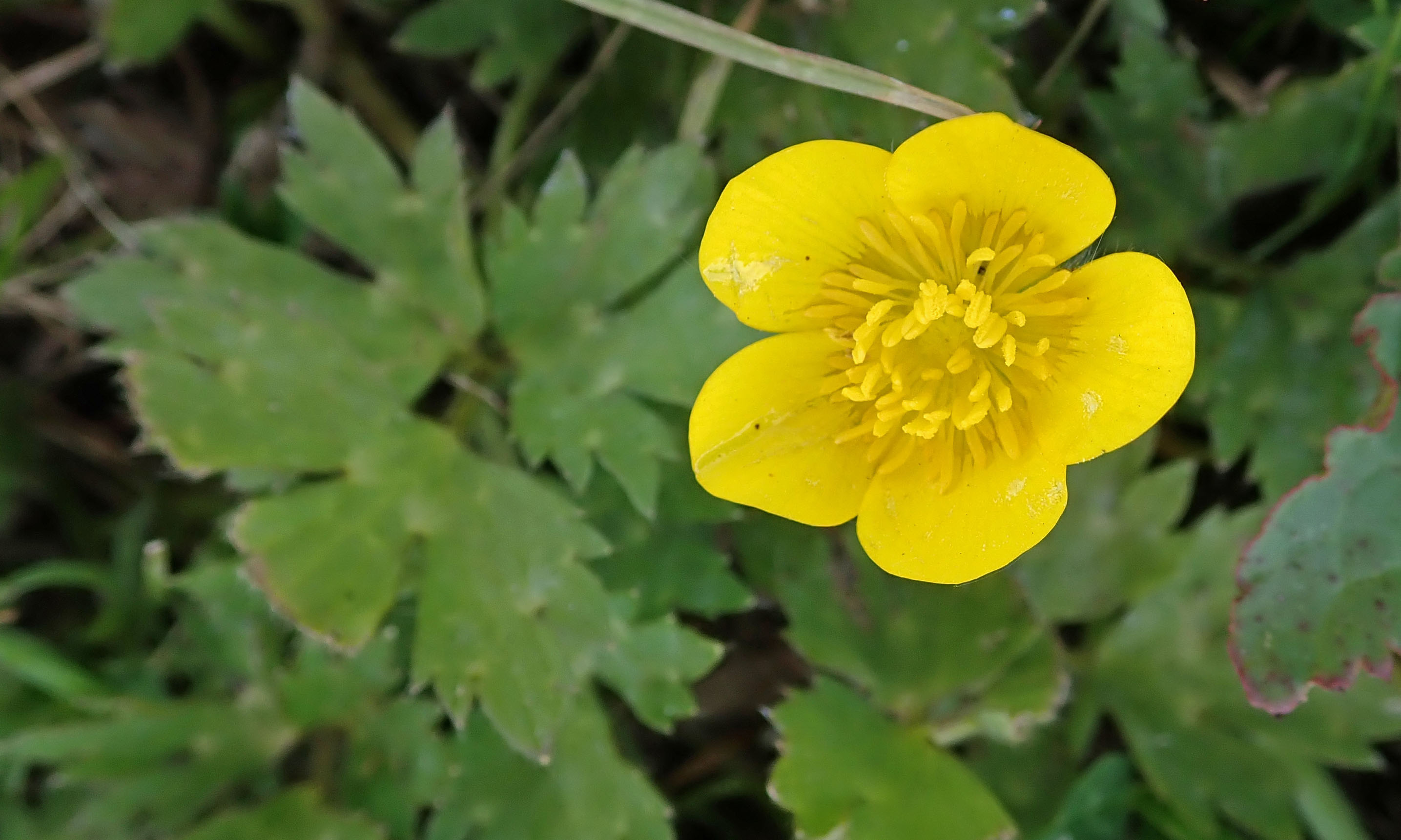 Creeping buttercup | earthstar