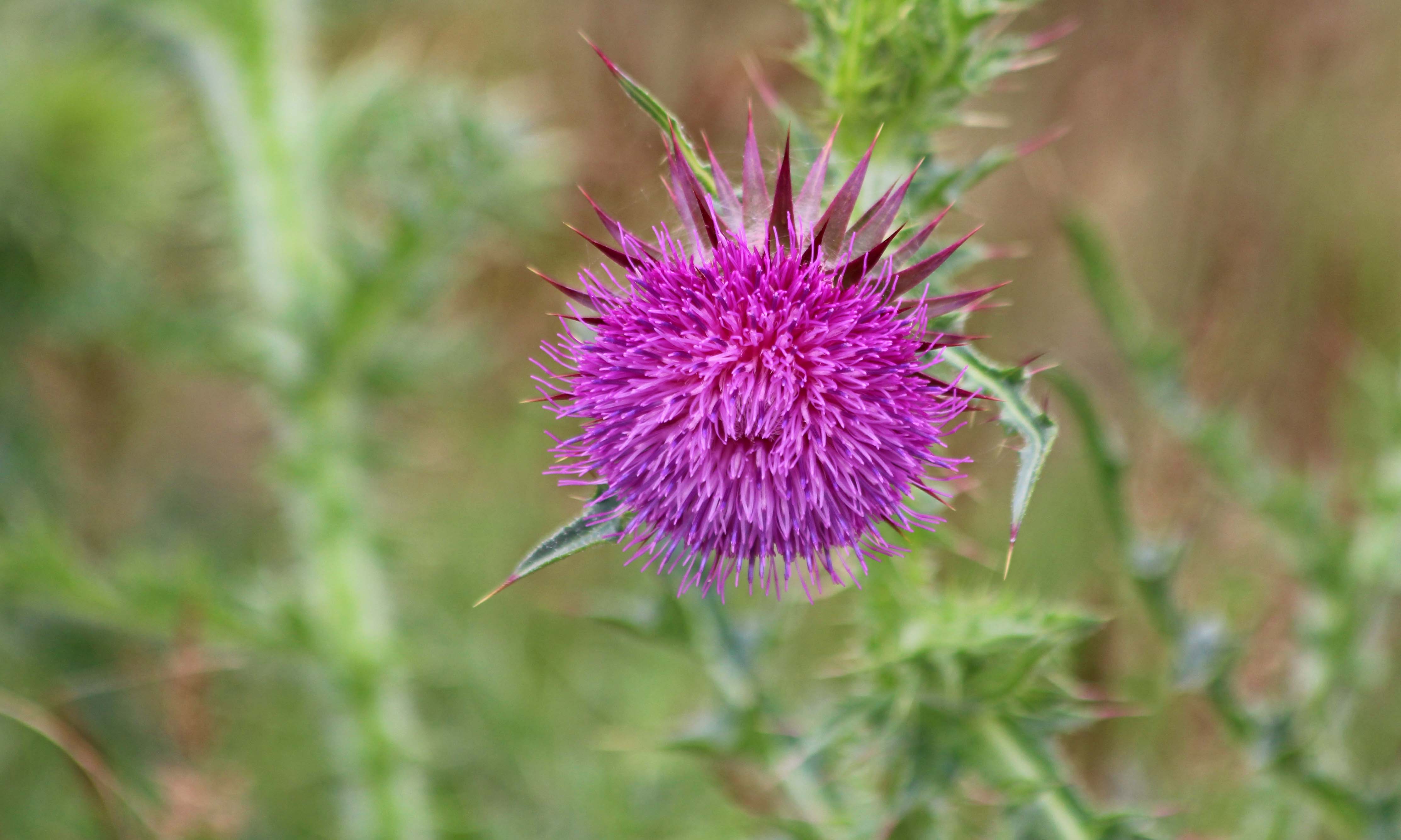 204/366 Musk thistle | earthstar