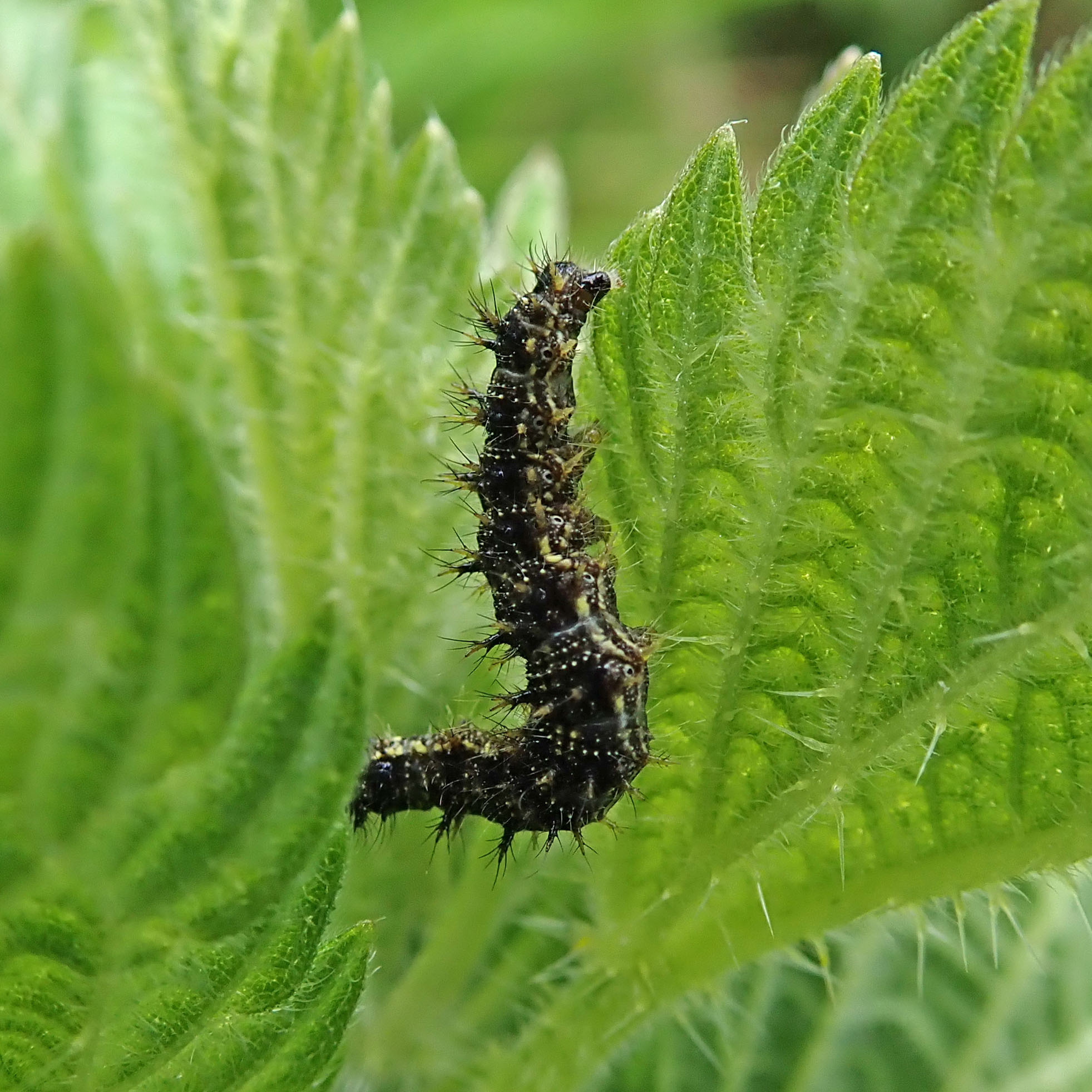 217/366 Lep larvae | earthstar