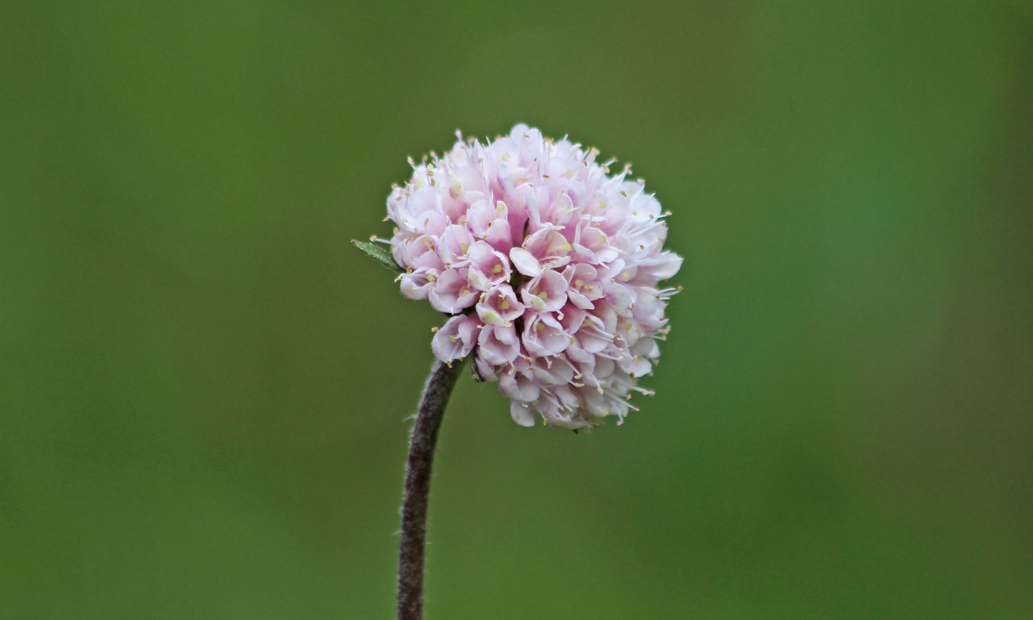 243/366 Wildflower oddities | earthstar